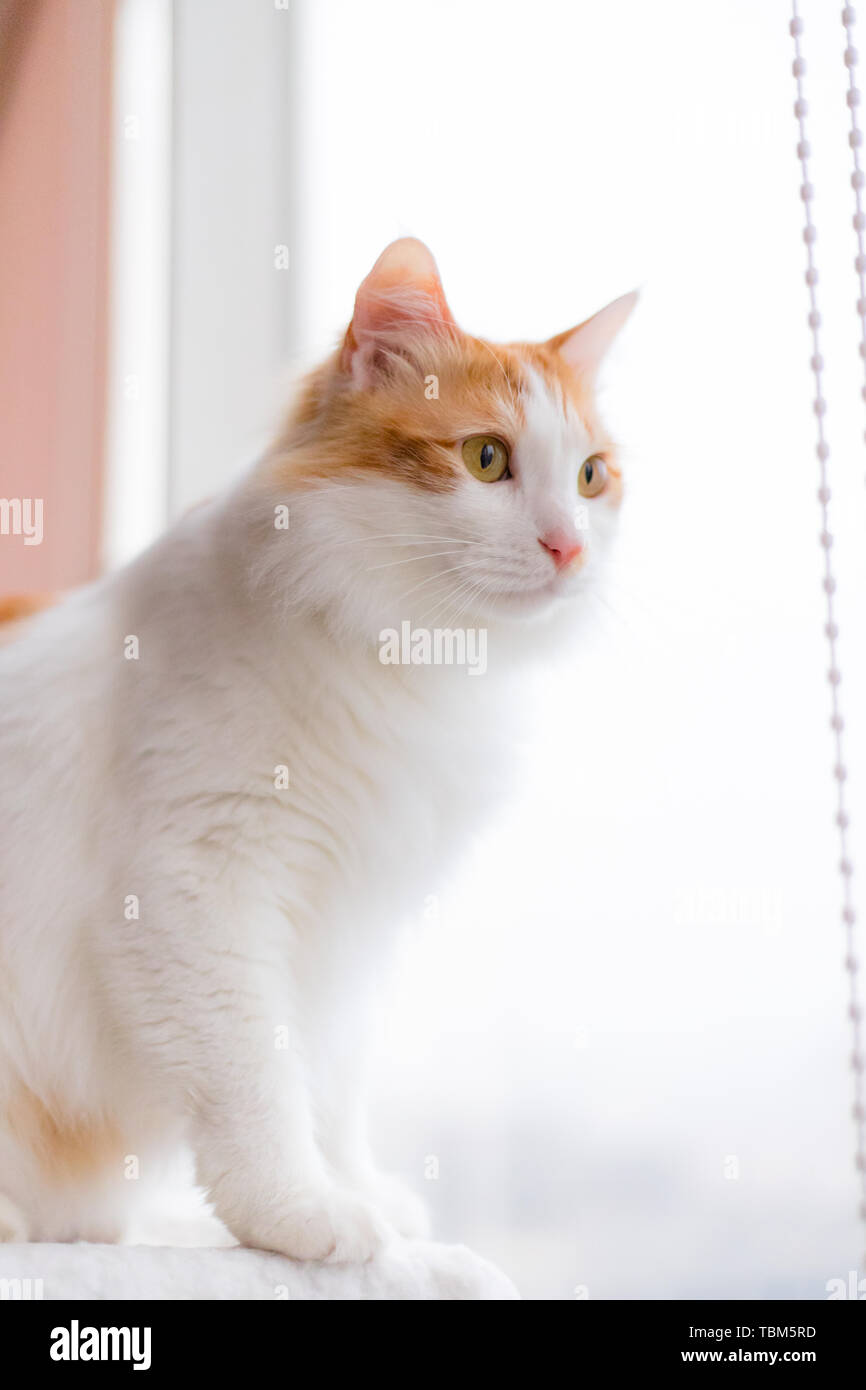 Chinese kitty hi-res stock photography and images - Alamy