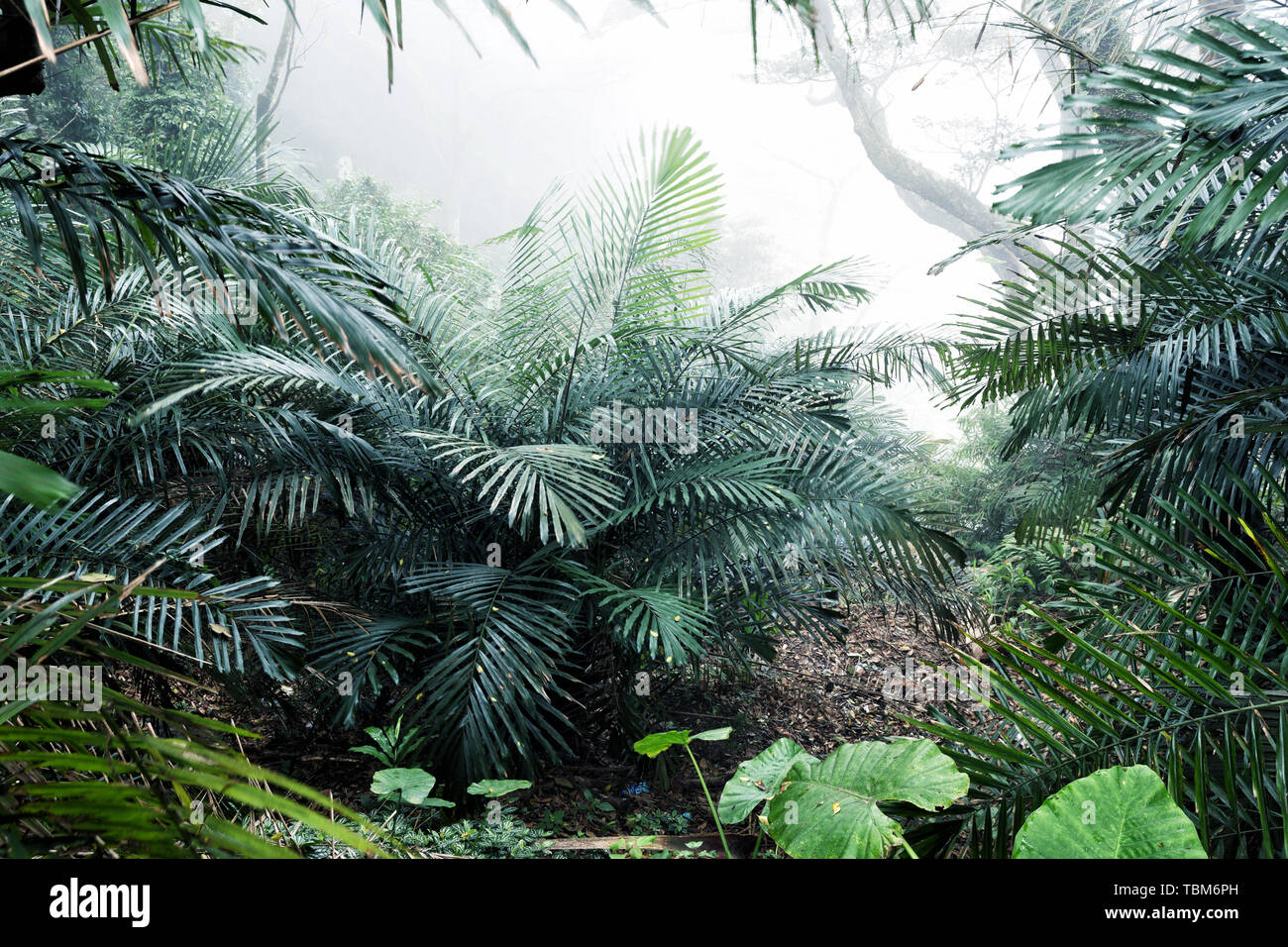 Jungle bush hi-res stock photography and images - Alamy