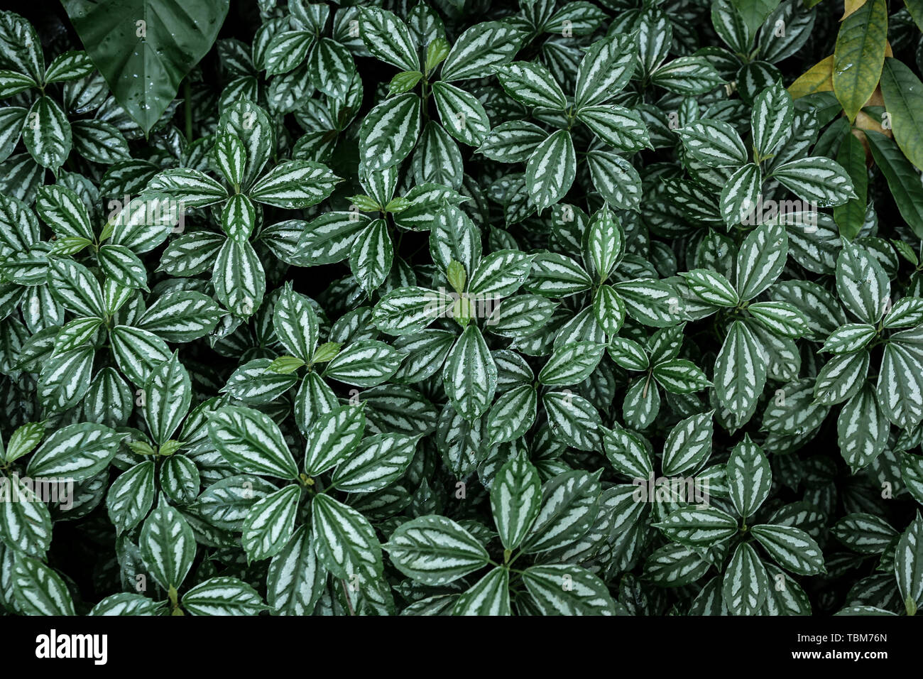 Green plant background Stock Photo - Alamy