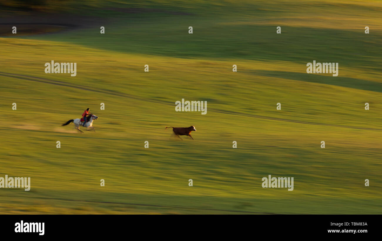 Horseback chasing hi-res stock photography and images - Alamy