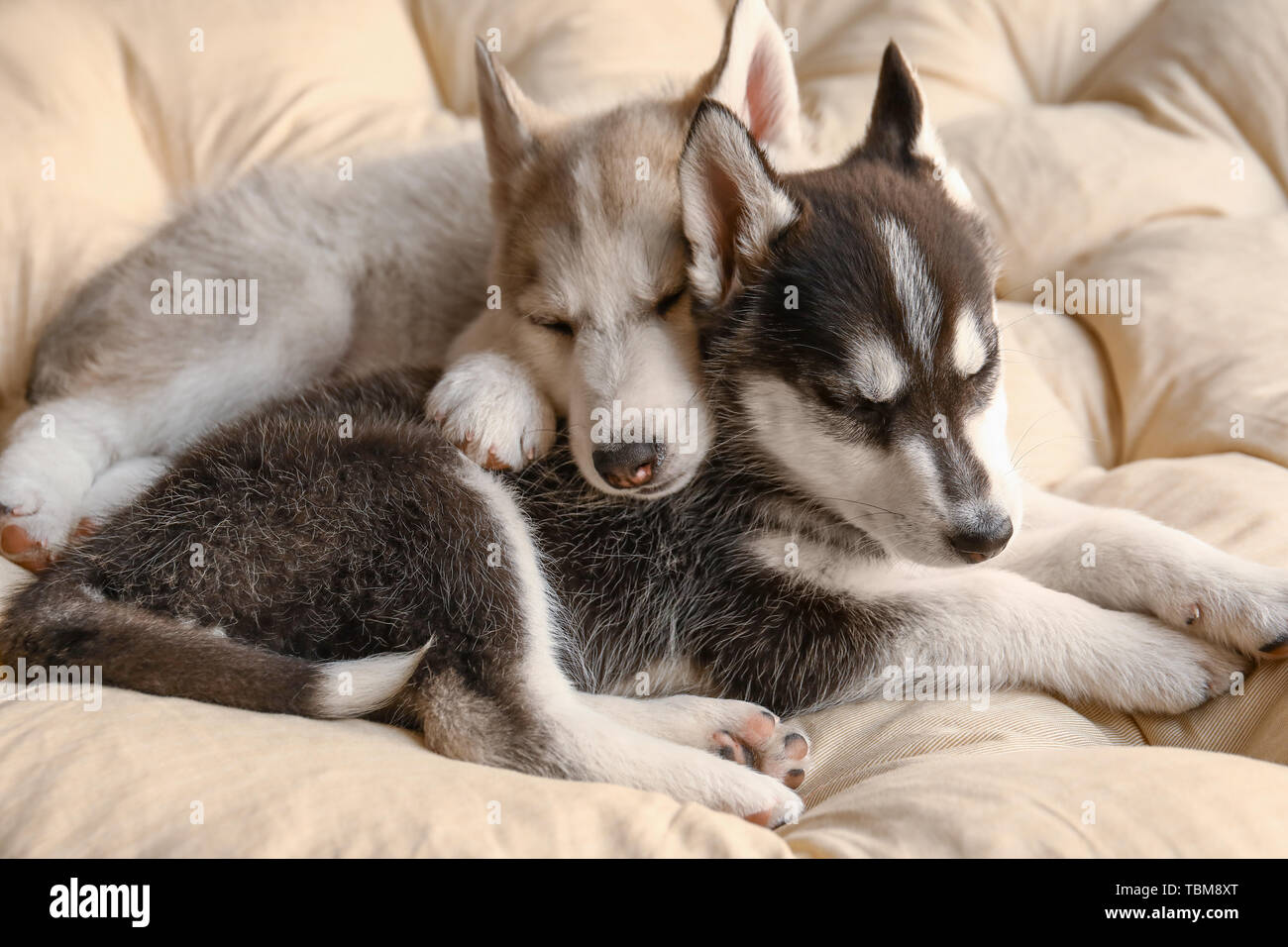 Cute Husky puppies sleeping at home Stock Photo - Alamy