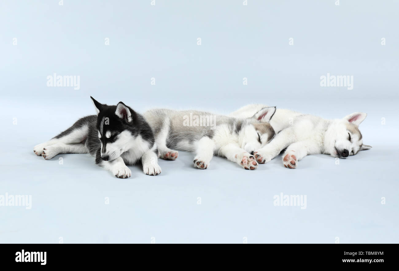 Cute sleepy Husky puppies on light background Stock Photo - Alamy