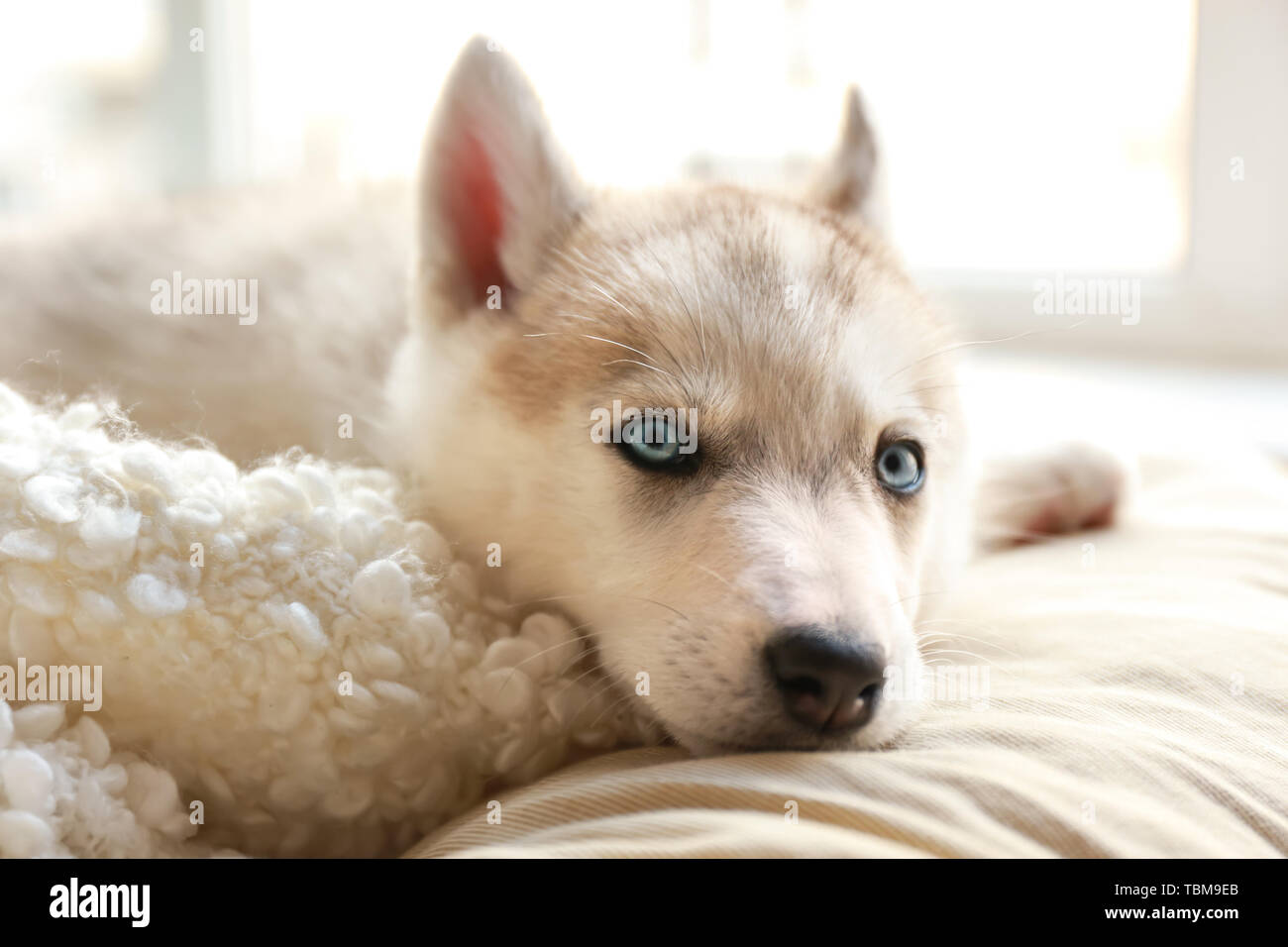 Cute Husky puppy lying on bed Stock Photo - Alamy