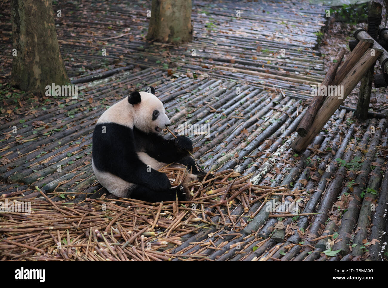 Panda eating bamboo at Giant Panda Base in Chengdu, Sichuan Stock Photo ...