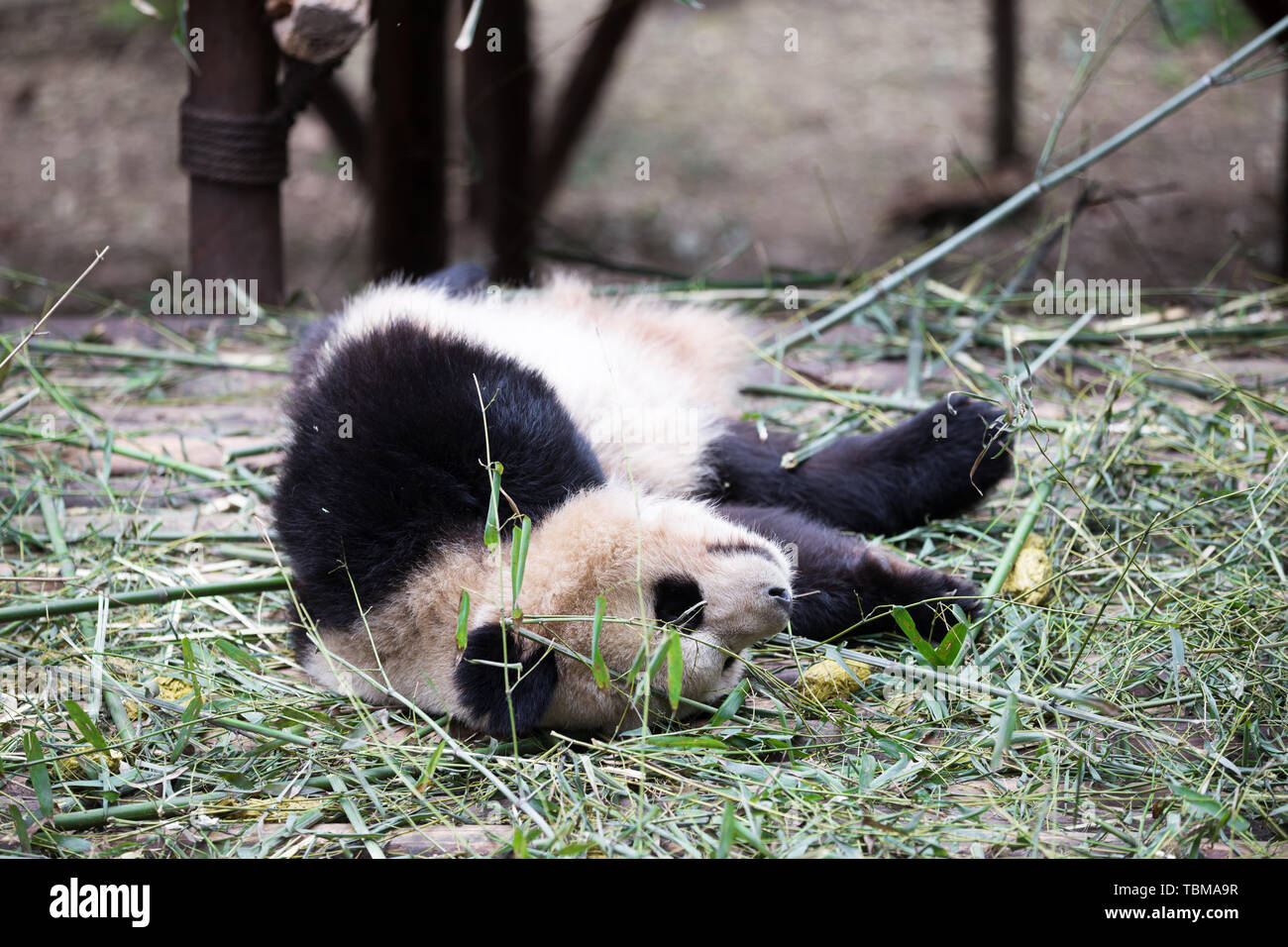 Mammals. Lawn. No human wildlife. Nature. Nature. Outdoor animals Stock ...