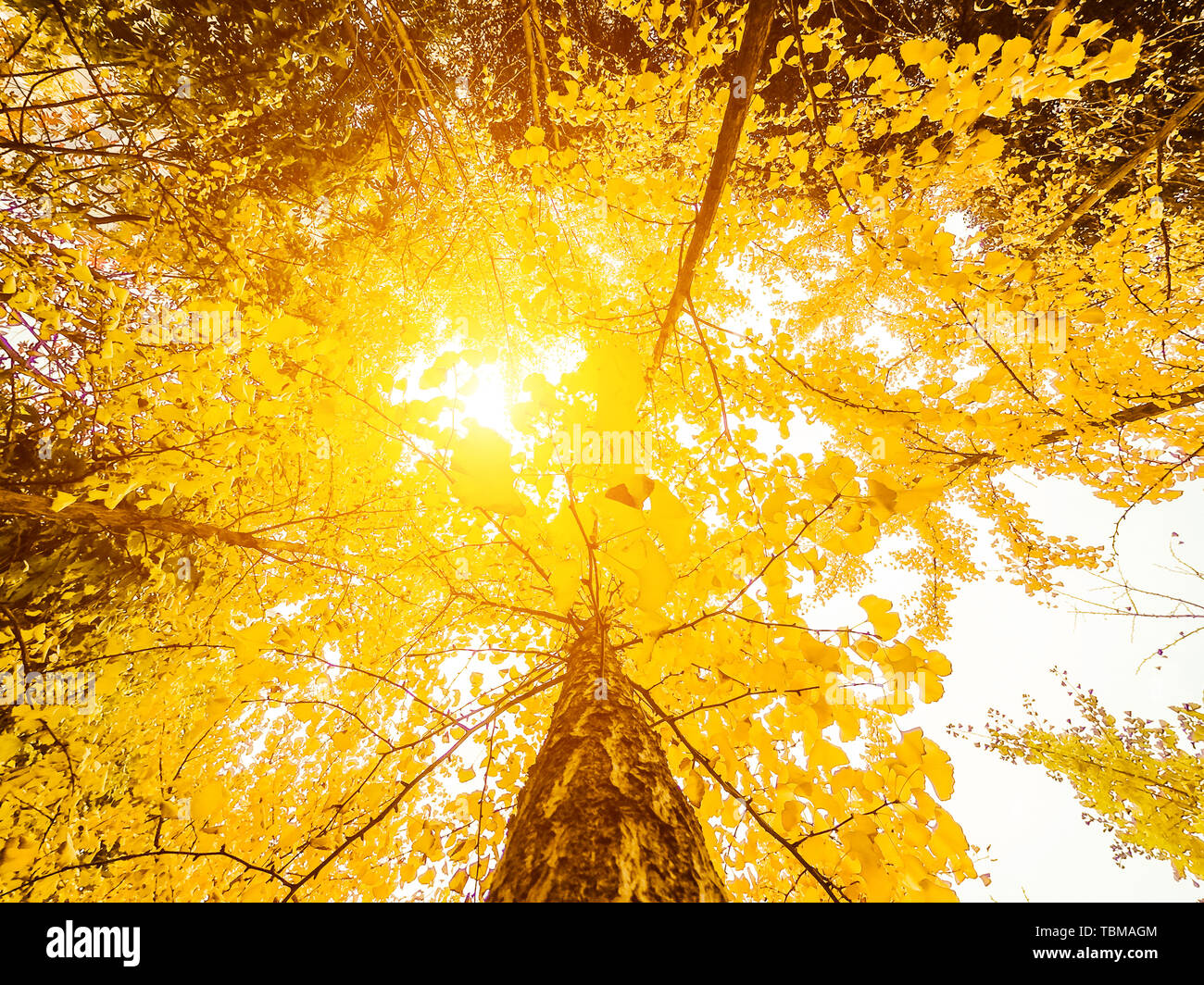 Gink tree hi-res stock photography and images - Alamy