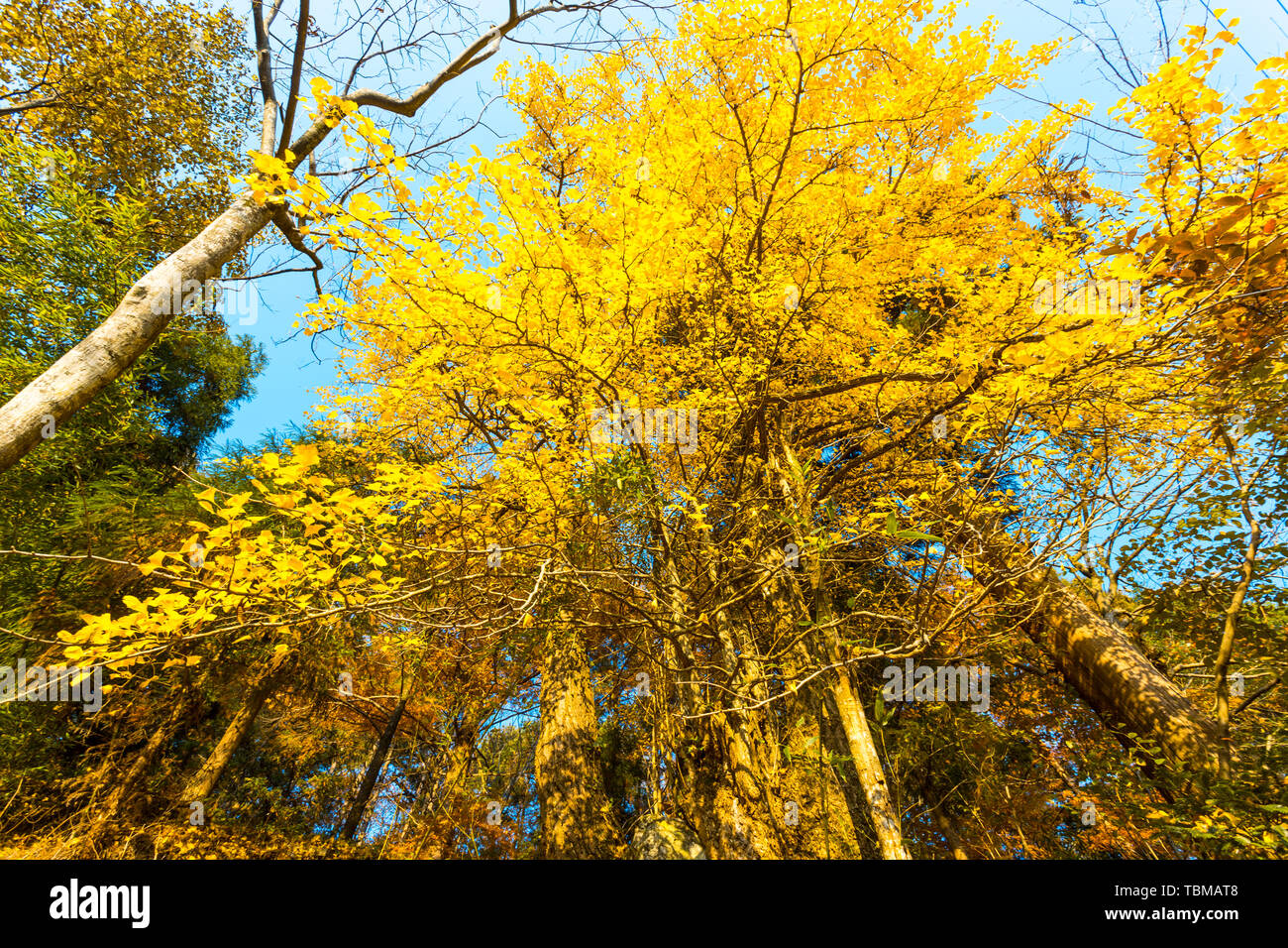 Autumn Colours in China Stock Photo - Alamy