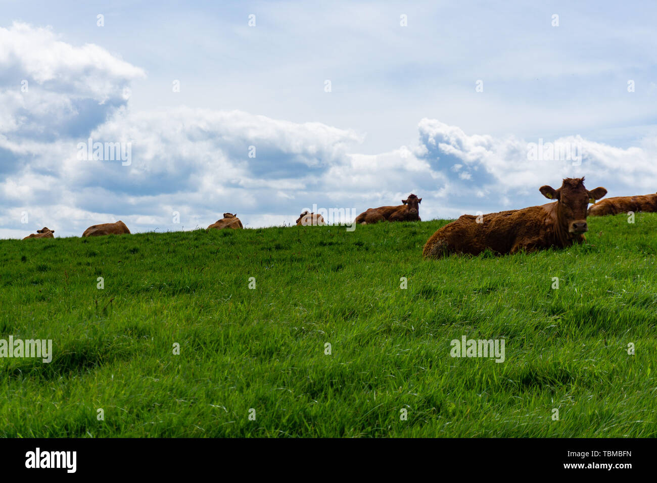 Irish cattle grazing near the famous Cliffs of Moher, Ireland Stock ...