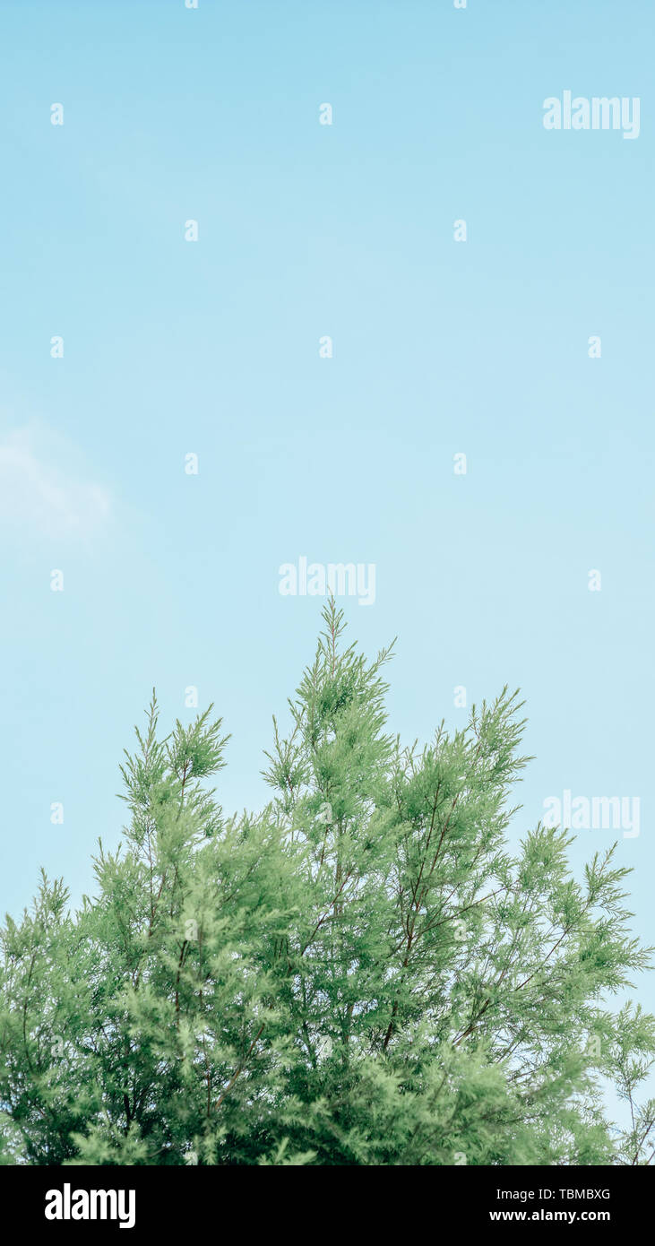 Small fresh healing system Stock Photo - Alamy