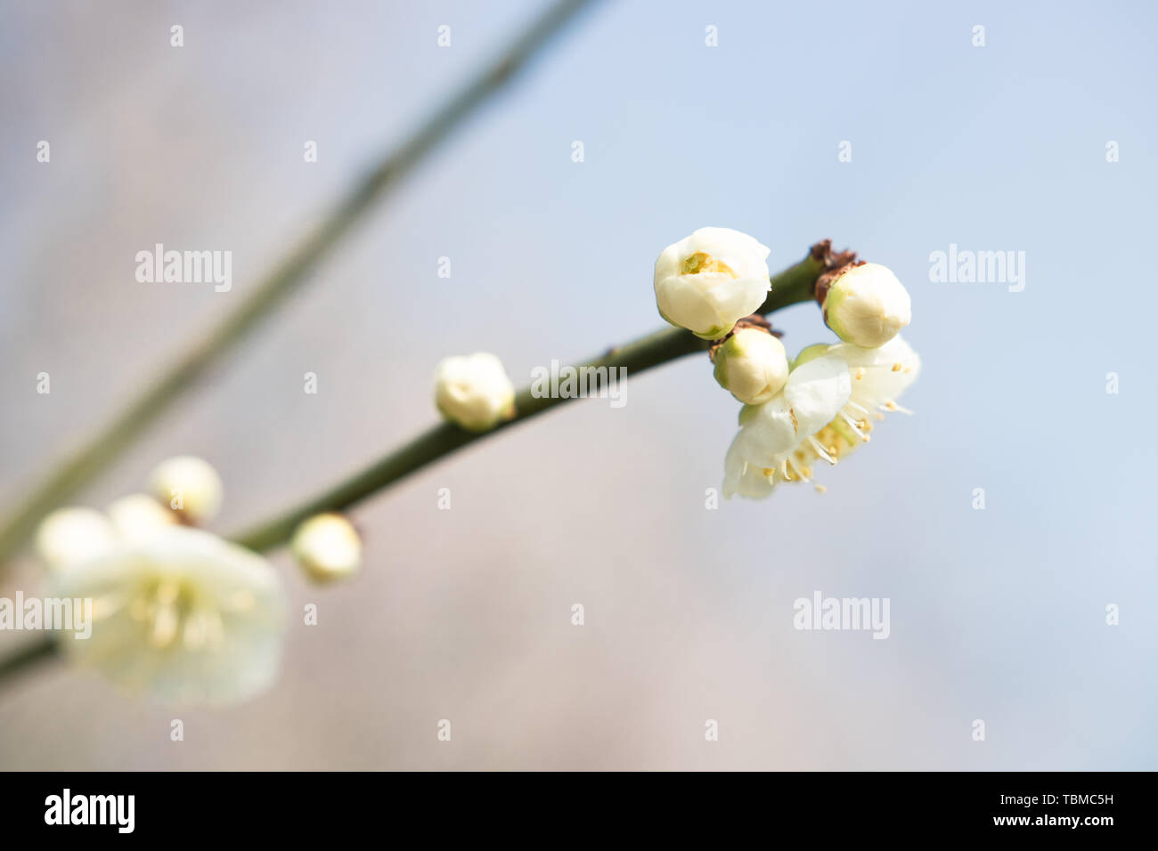 Beautiful cherry blossoms in spring Stock Photo - Alamy