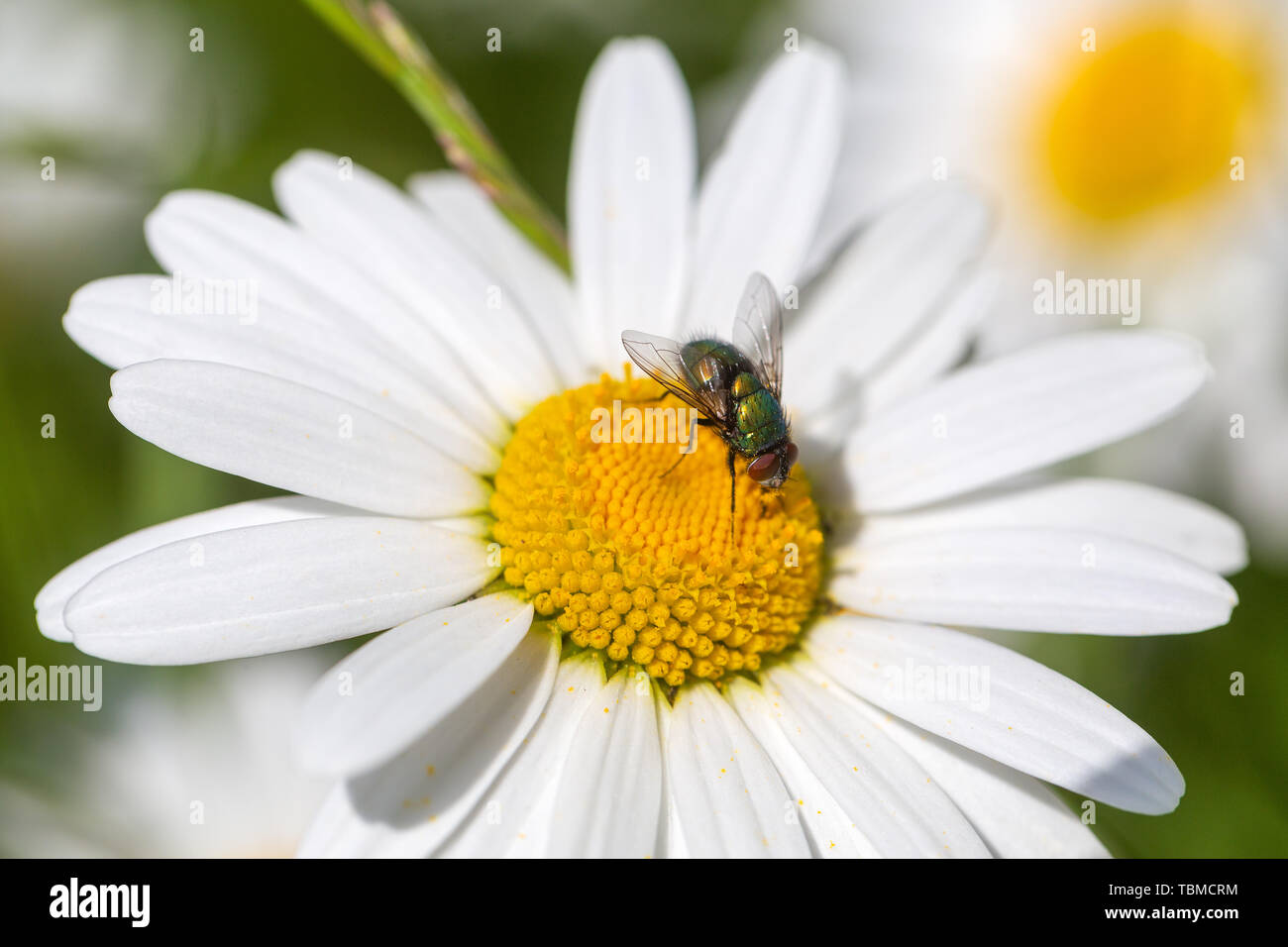 Oxeye daisy flower with fly Stock Photo - Alamy
