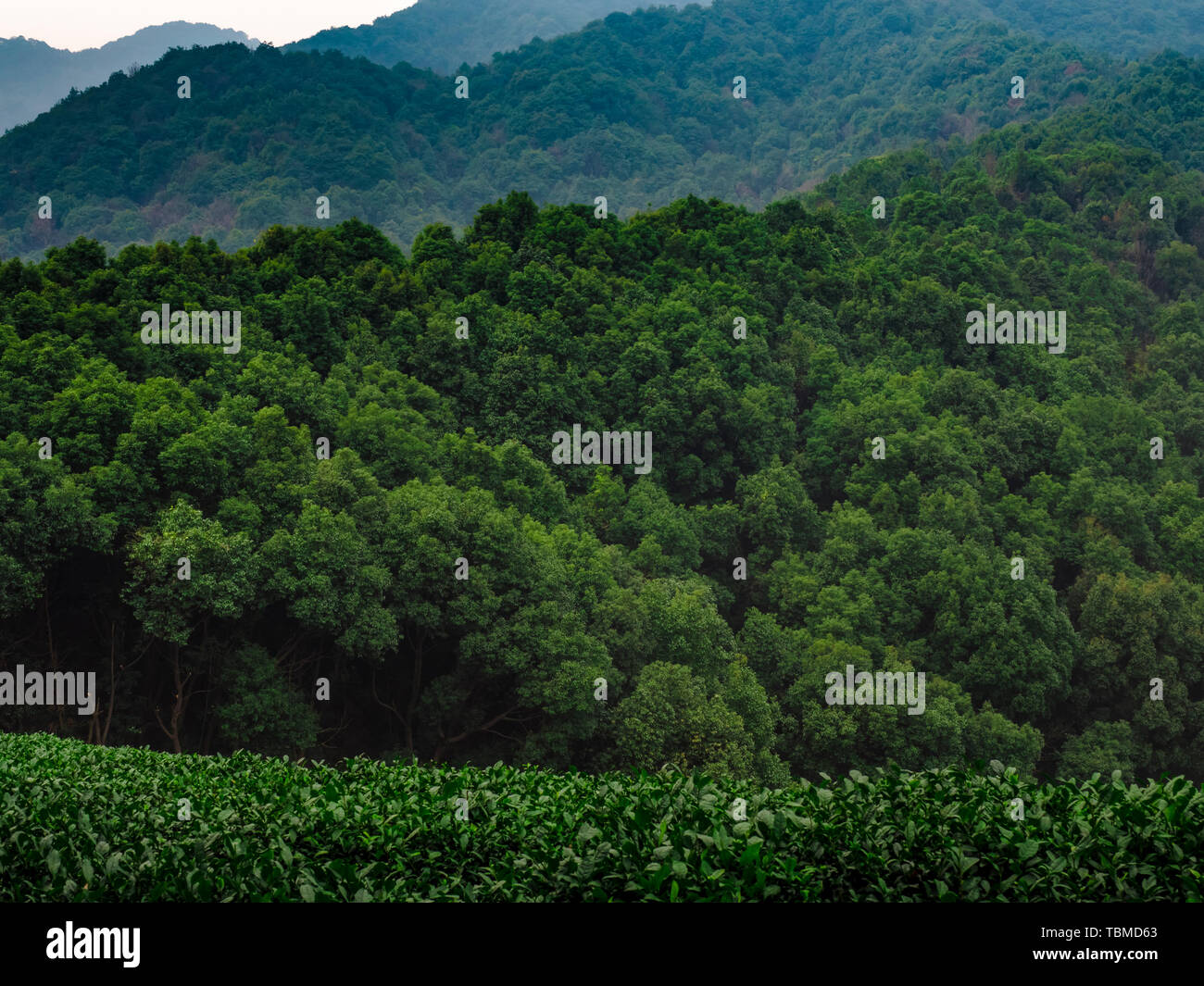 Grazing tea garden hi-res stock photography and images - Alamy