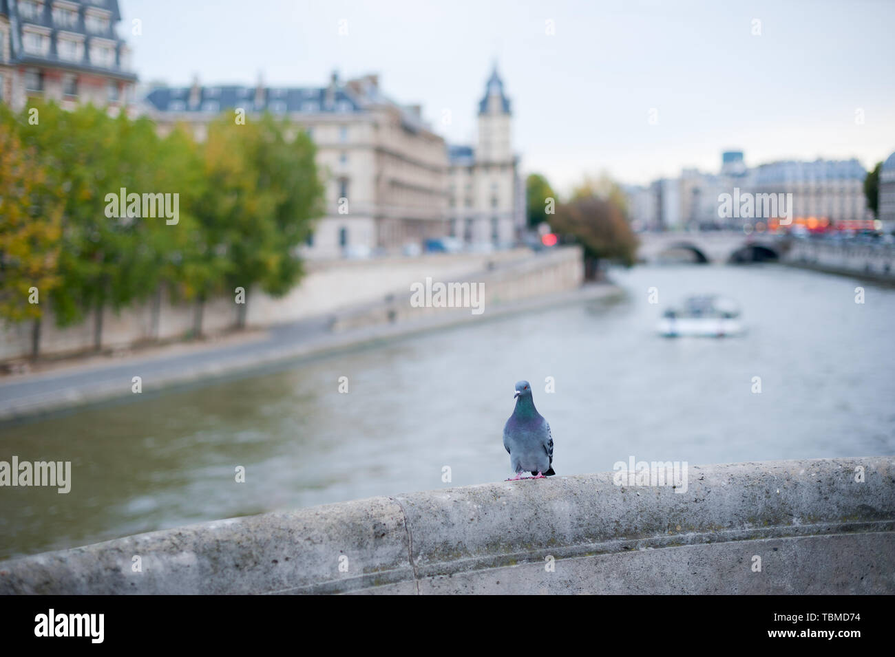 Pigeons on the Seine River in Paris, France Stock Photo - Alamy