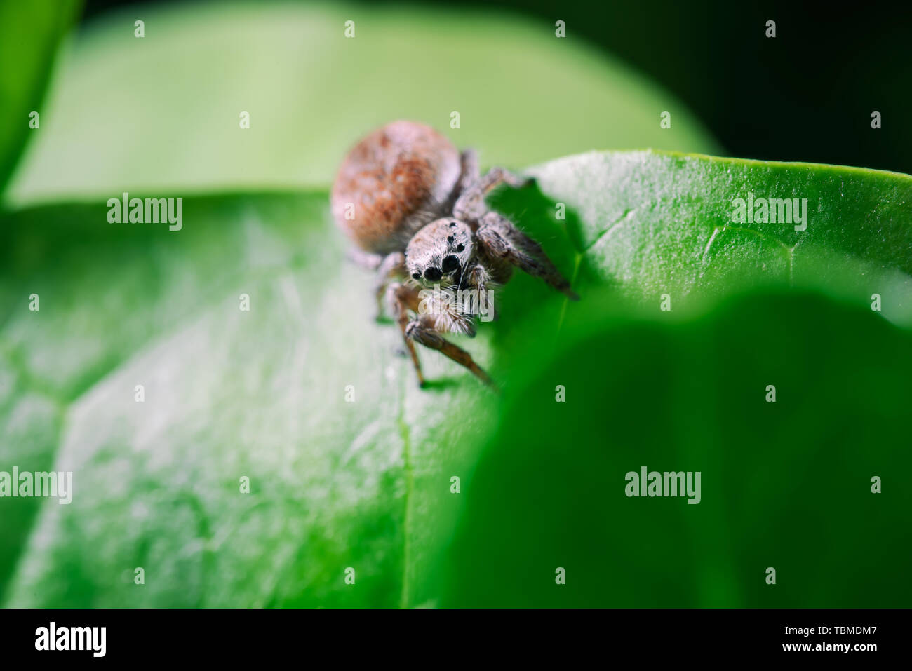 Natural beauty arthropods with microscopic tentacles and moss animal ...