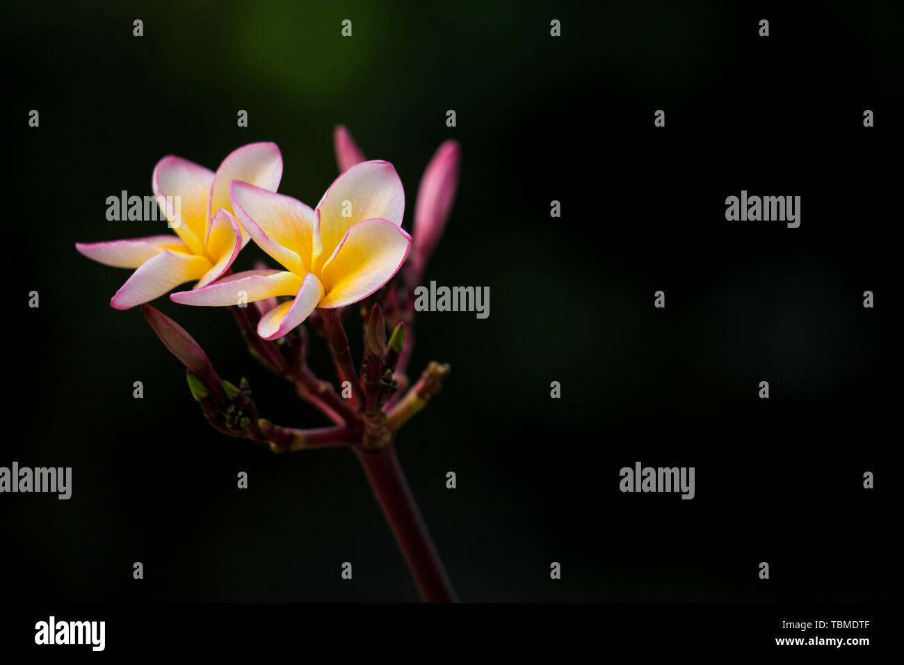 Foreign flowers hi-res stock photography and images - Alamy