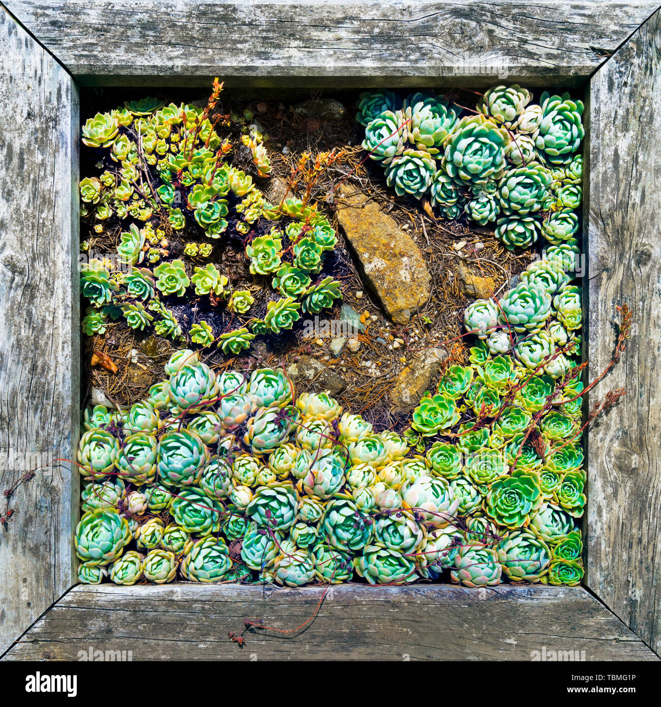 Flower pot from top view hi-res stock photography and images - Alamy