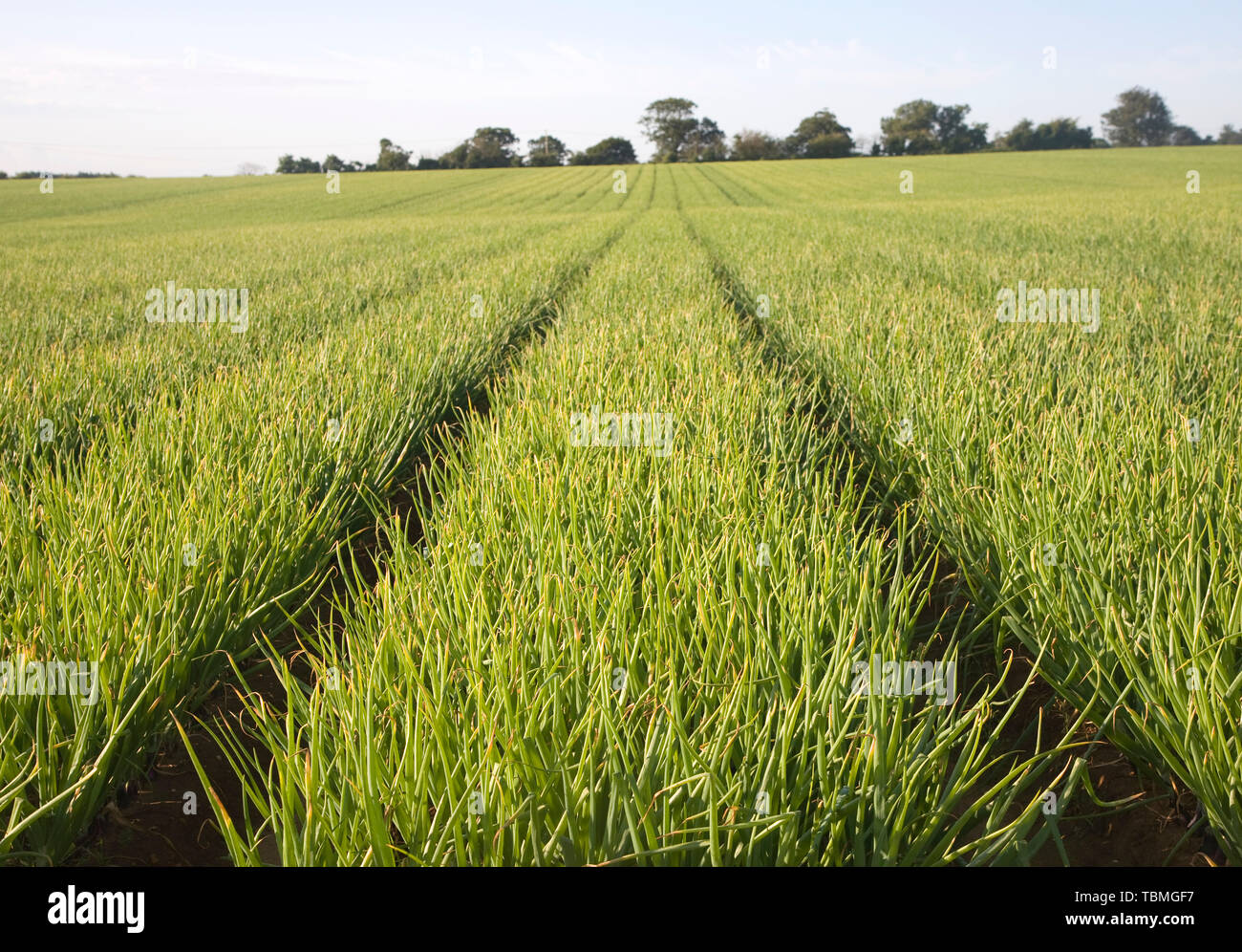 Rows of onion growing in farm field, Alderton, Suffolk, England, UK ...