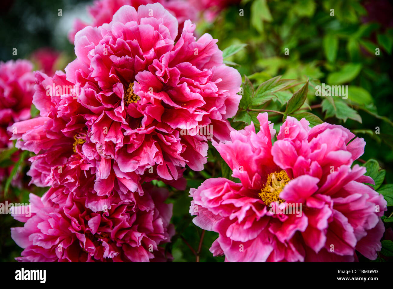 Vibrant peony colors hi-res stock photography and images - Alamy