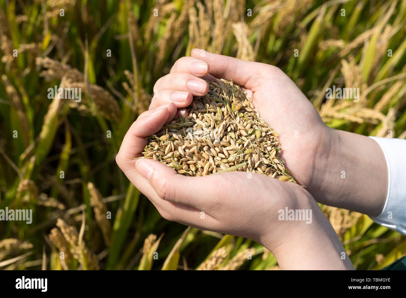 Hand with seed Stock Photo - Alamy