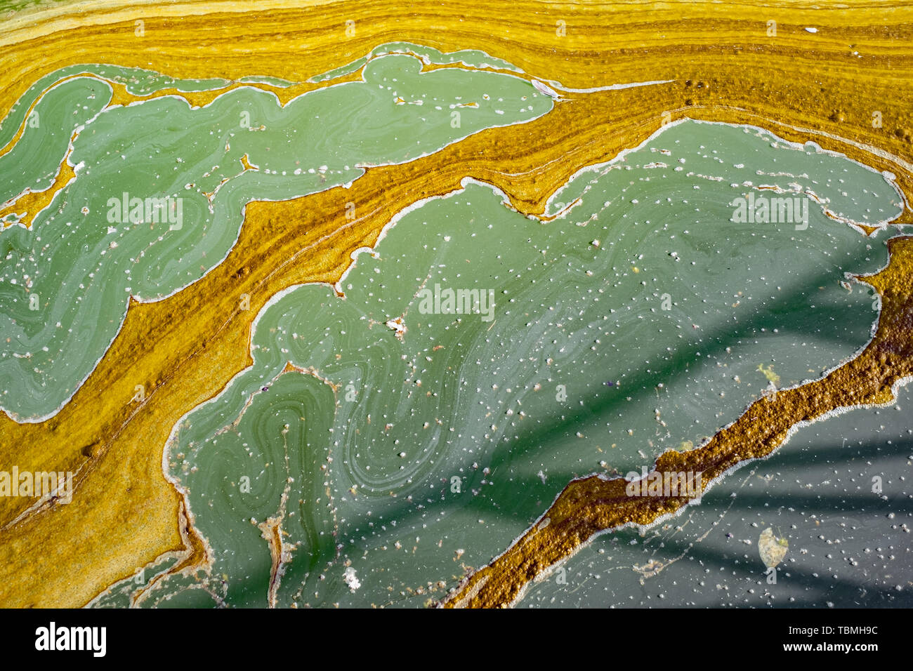 Polluted water with algae Stock Photo - Alamy