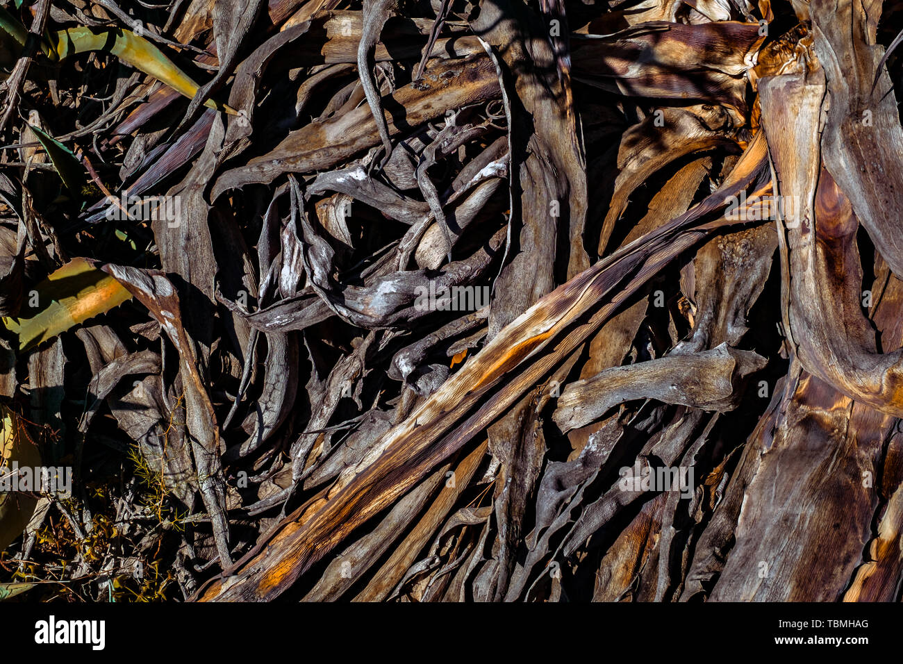 dry aloe vera plant in nature Stock Photo - Alamy