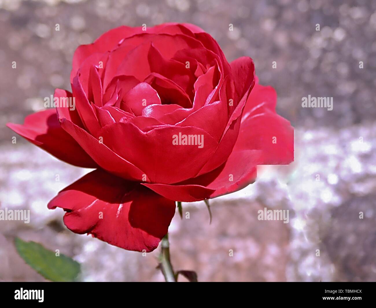 Macro of a red rose Stock Photo - Alamy