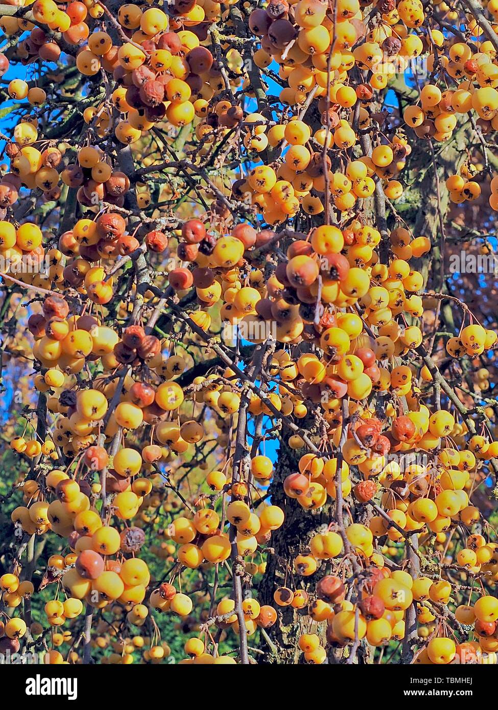 Apple tree with lots of ornamental apples Stock Photo - Alamy