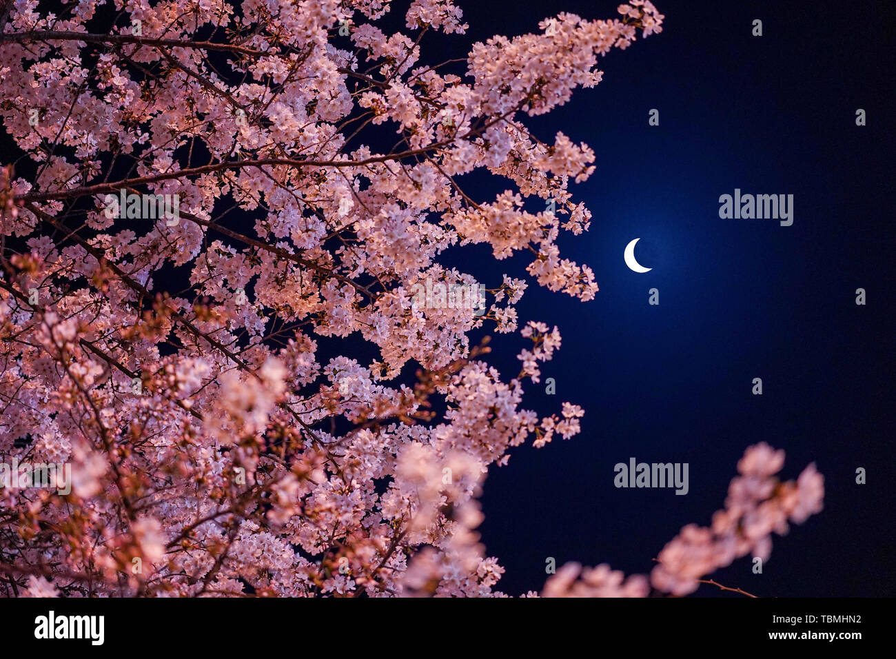 Cherry blossoms at night and moon Stock Photo - Alamy