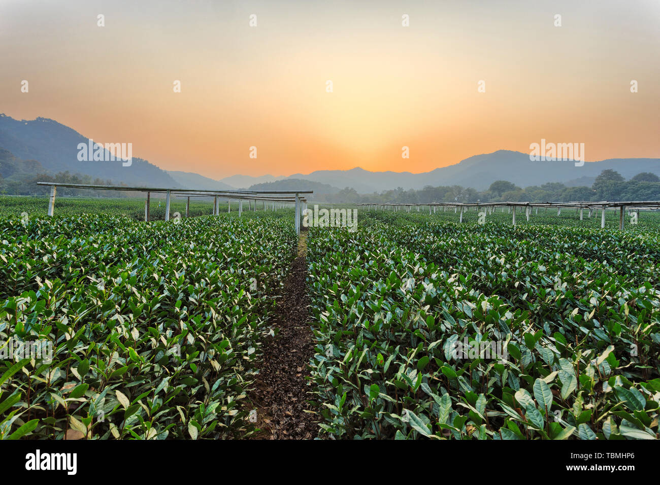 Tea plant garden in rural area Stock Photo - Alamy