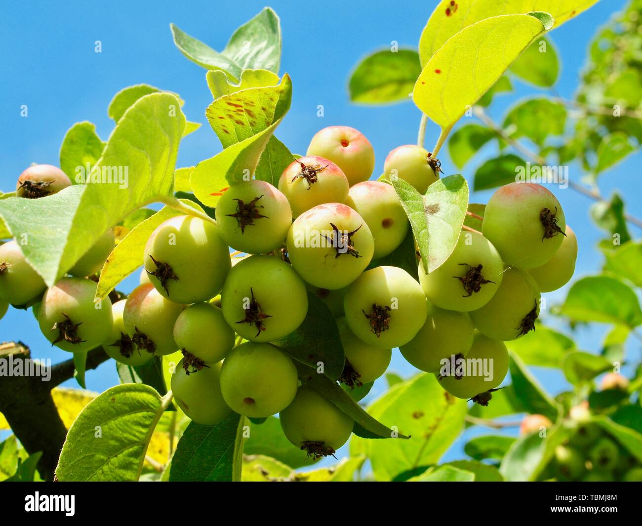 Apple tree with lots of ornamental apples Stock Photo - Alamy