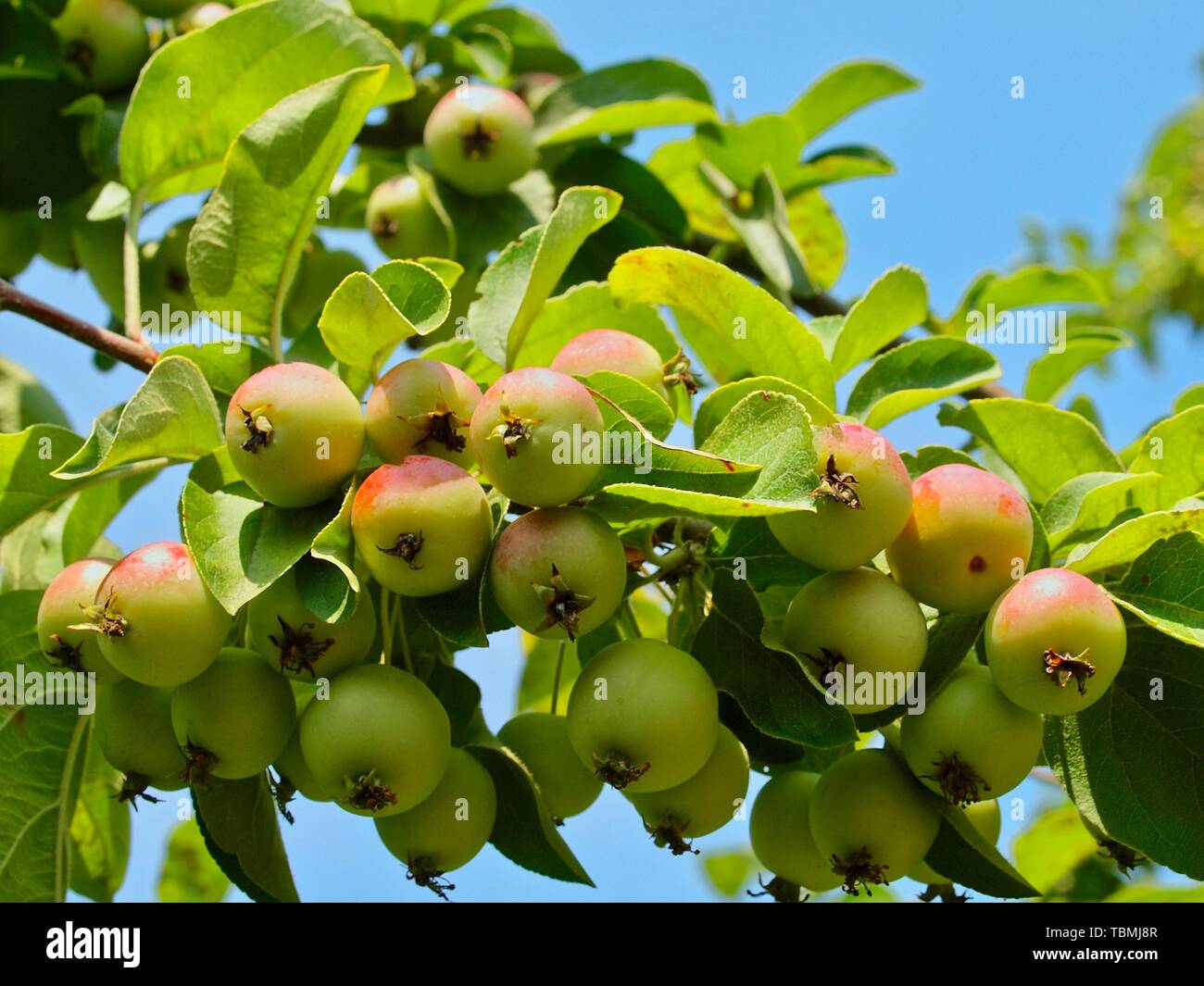 Apple tree with lots of ornamental apples Stock Photo - Alamy