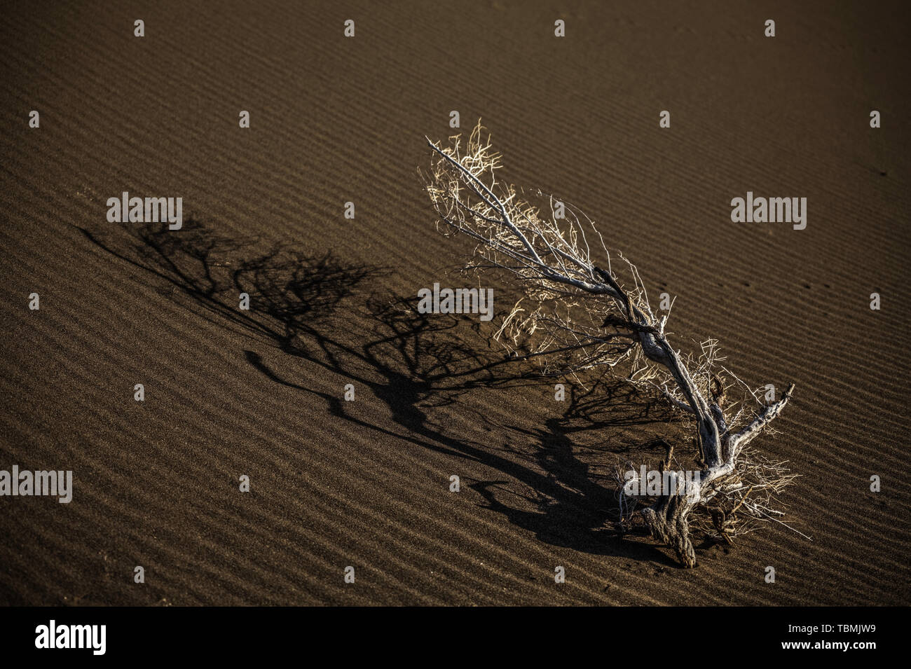 A tenacious life Stock Photo - Alamy