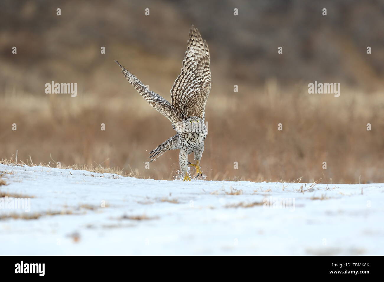 Eagle Birds of Raptor Wildlife Stock Photo - Alamy