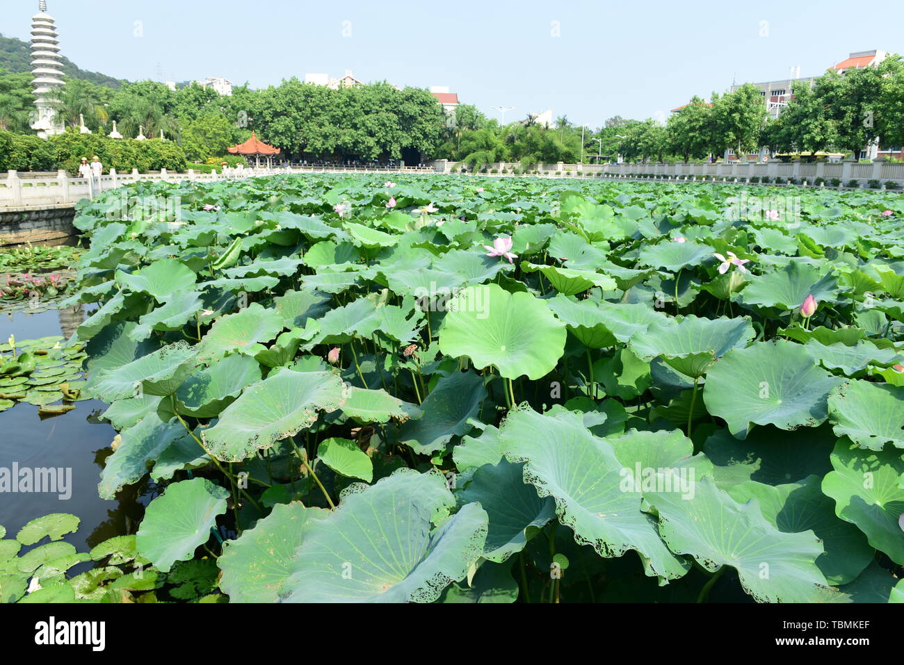 Scenery of lotus pond, Nanputuo Temple, Fujian Stock Photo - Alamy