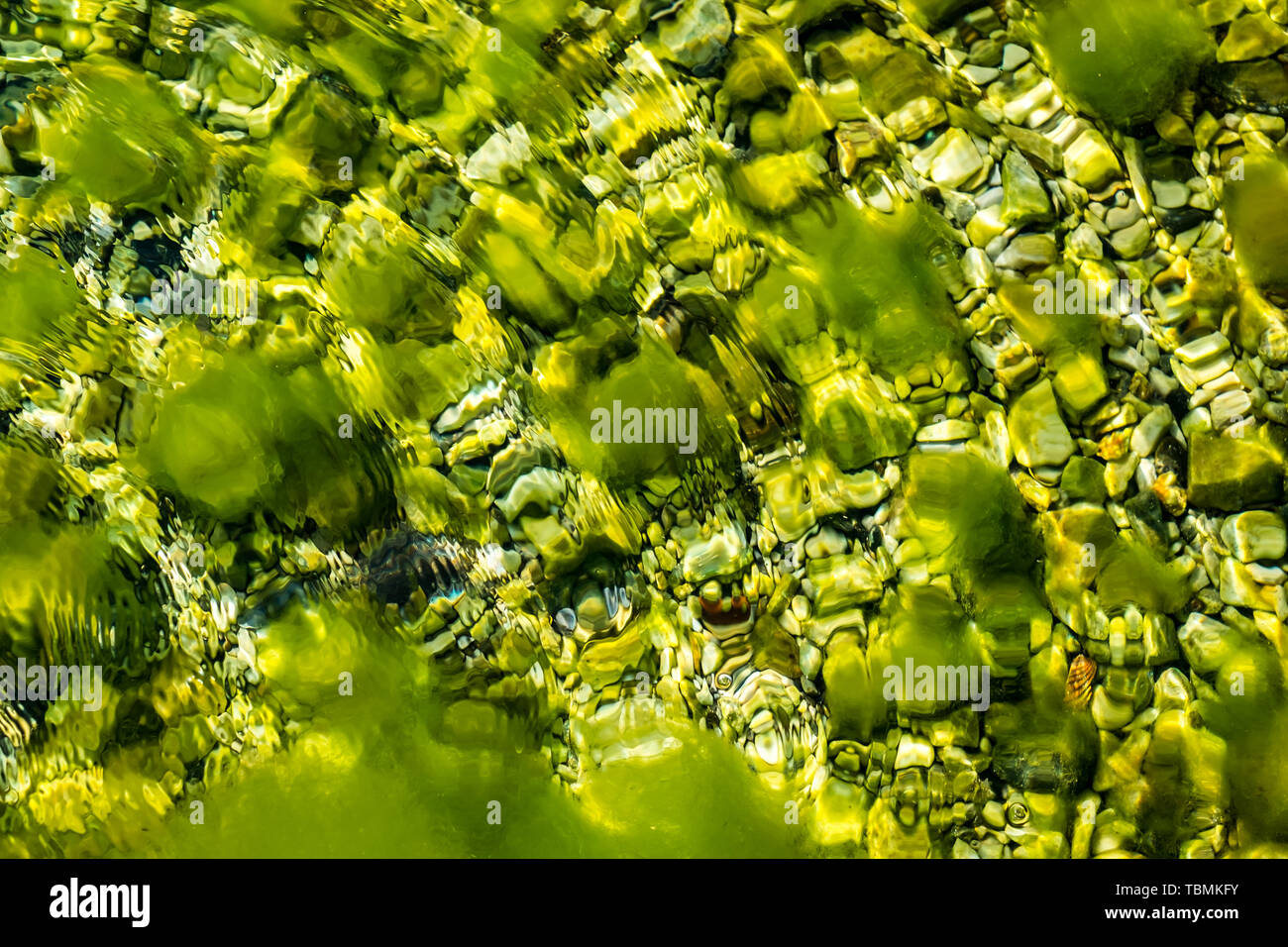 small stones under water with algae Stock Photo - Alamy