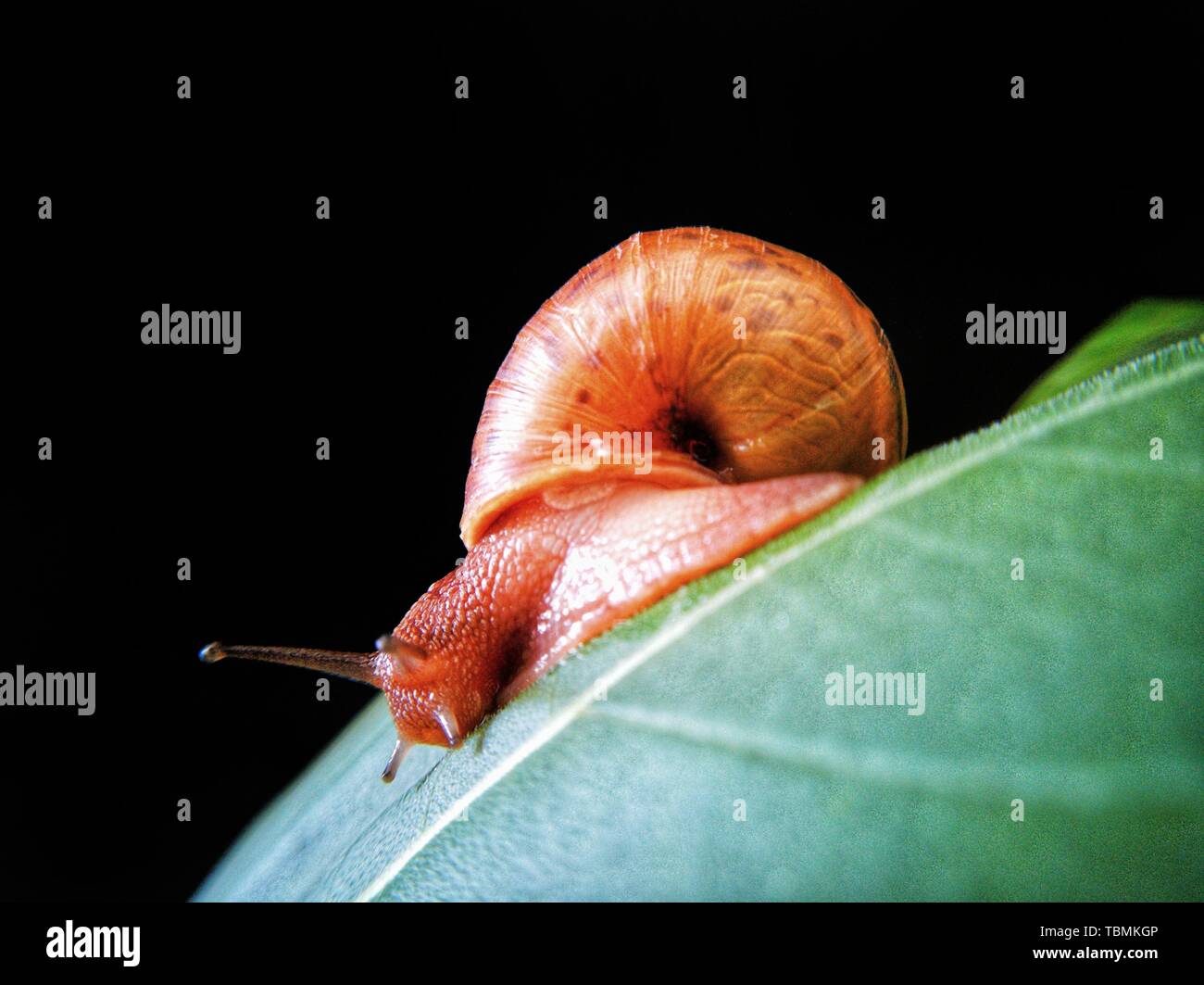 Shellfish insects hi-res stock photography and images - Alamy