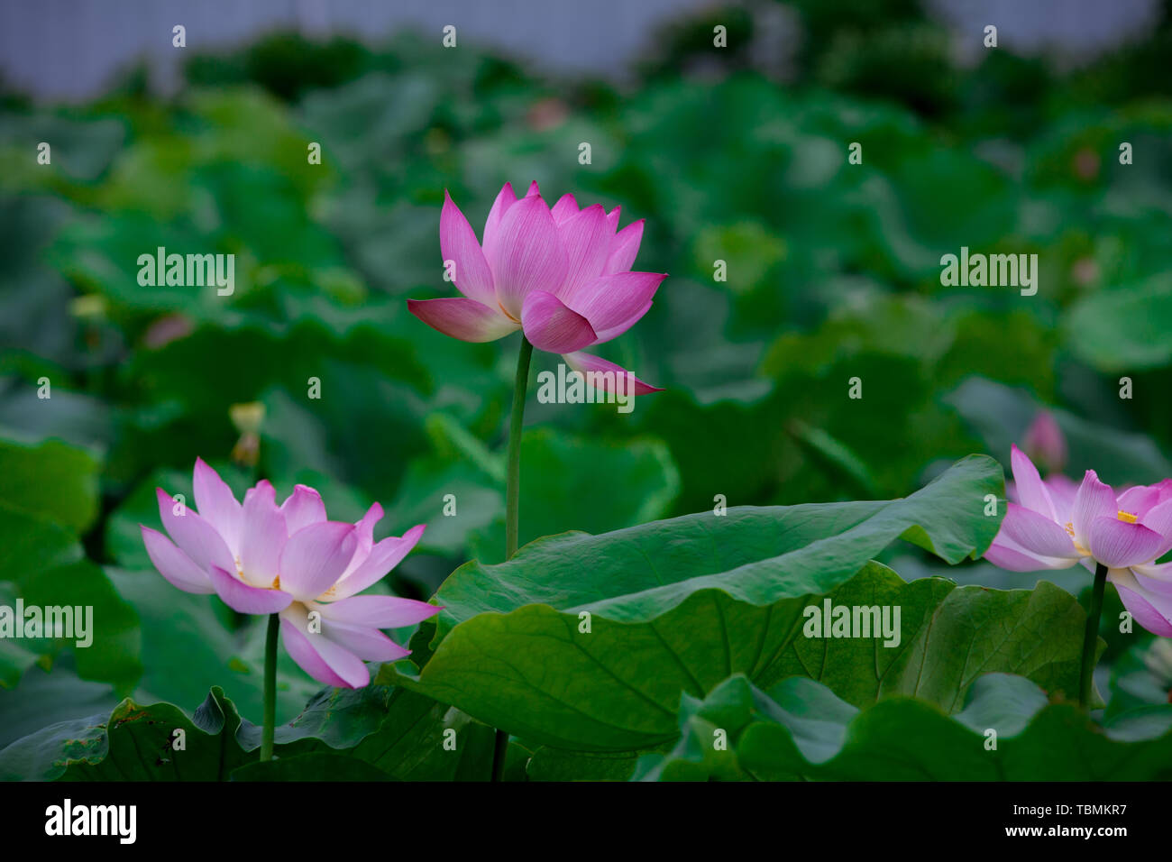 Aquatic plants in foreign countries hi-res stock photography and images ...