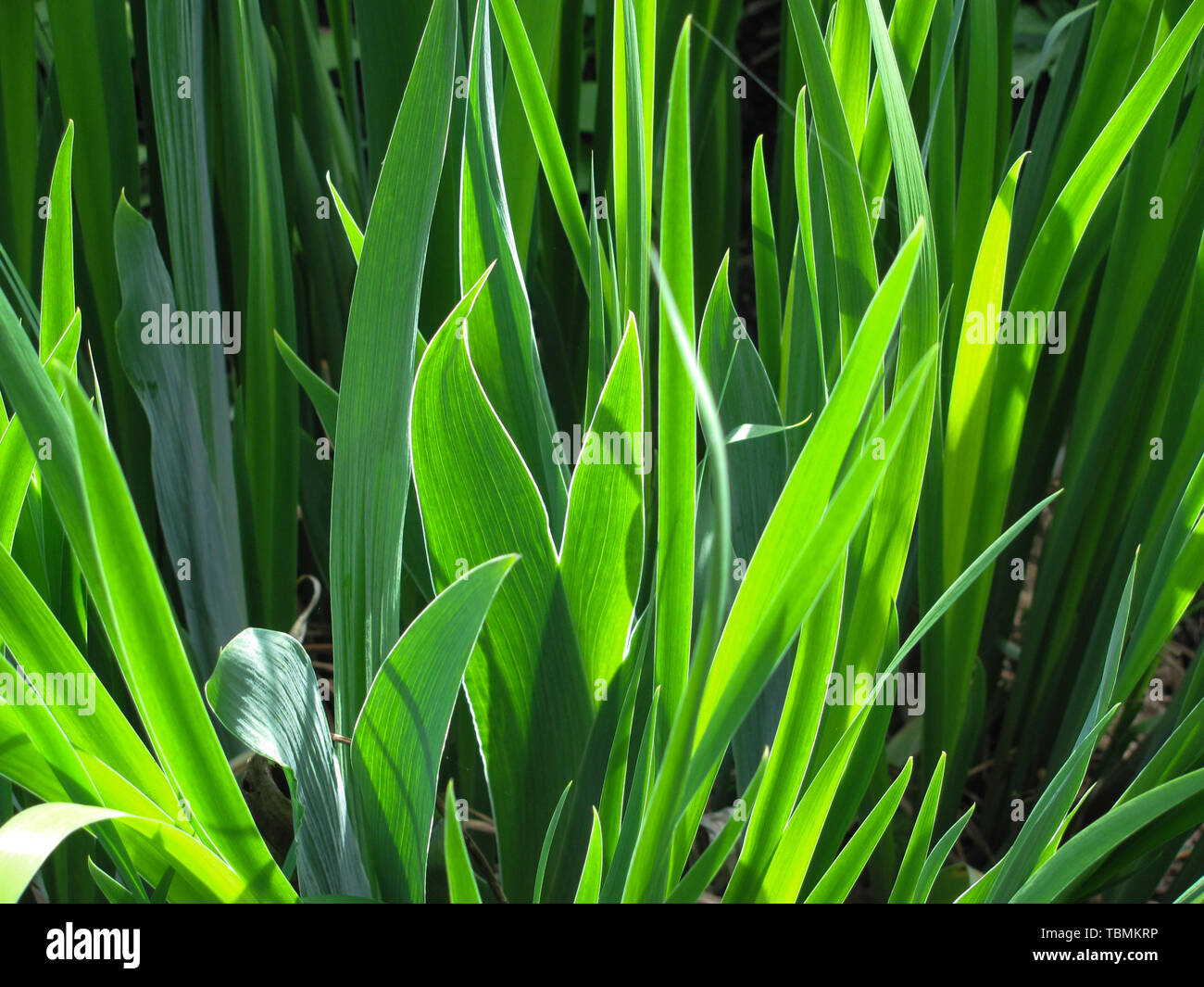 green grass natural spring background Stock Photo - Alamy