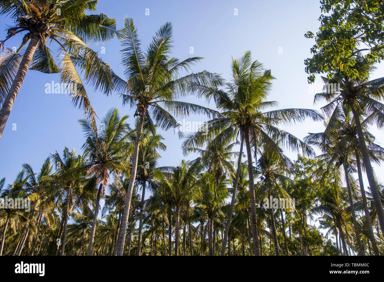 View at tropical palm trees at Nusa Penida at Bali island, Indonesia ...