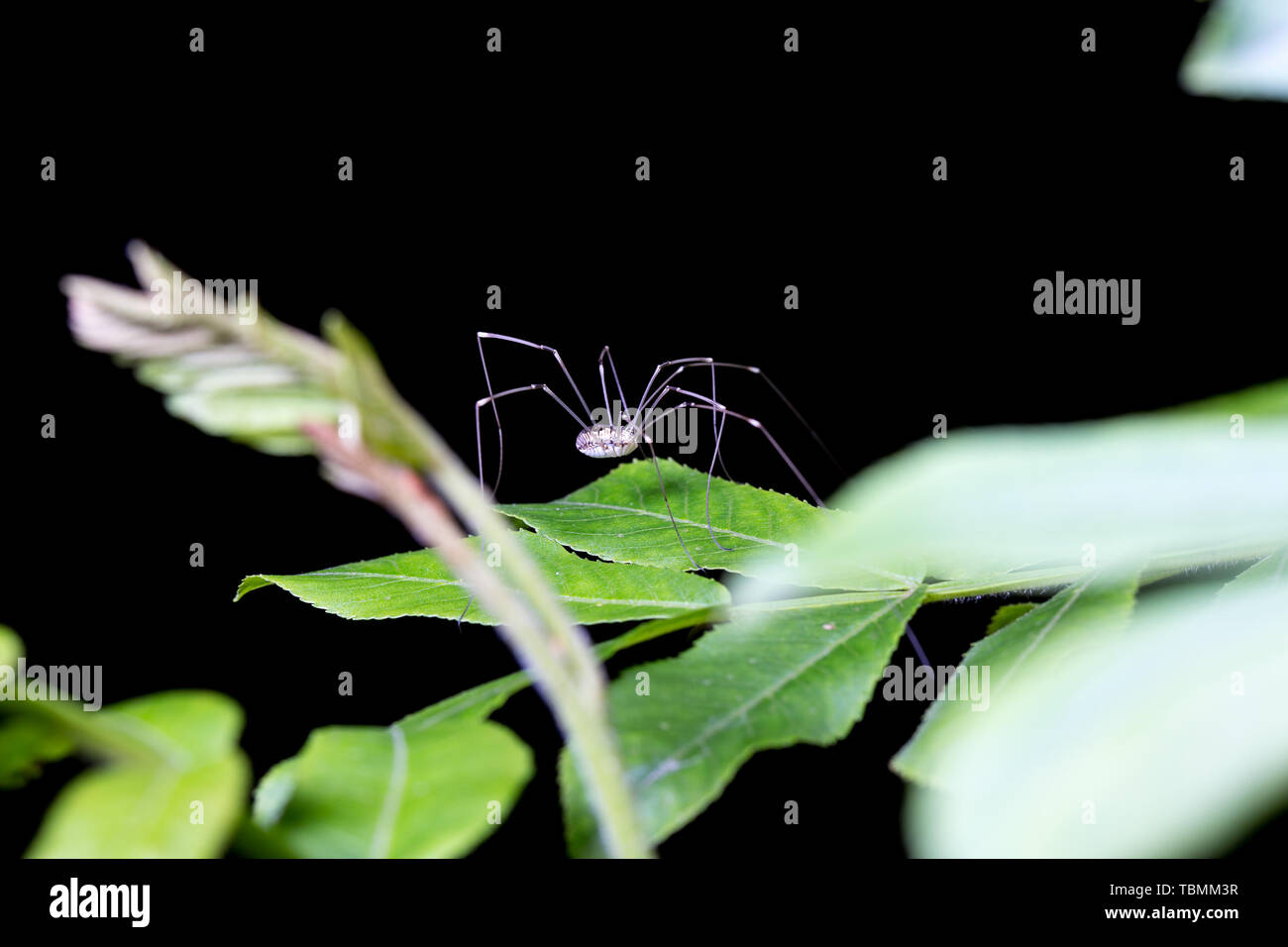 Bug blind hi-res stock photography and images - Alamy