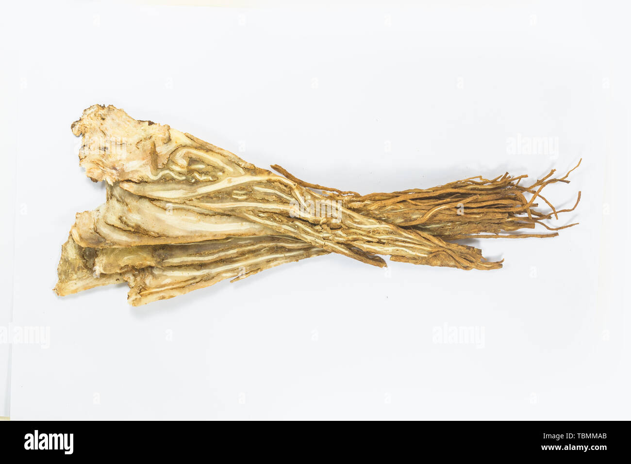 Angelica on white background Stock Photo - Alamy