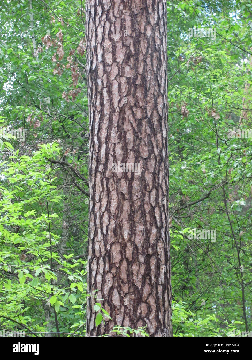pine tree trunk in green forest Stock Photo - Alamy