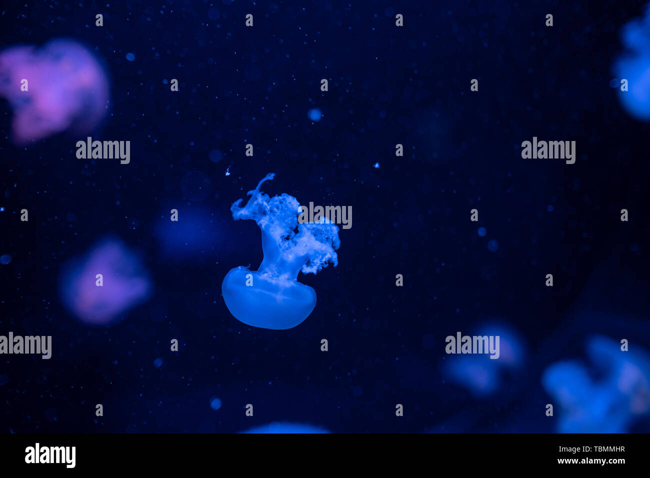 Marble Jellyfish Lychnorhiza Lucerna on blue background. marble ...