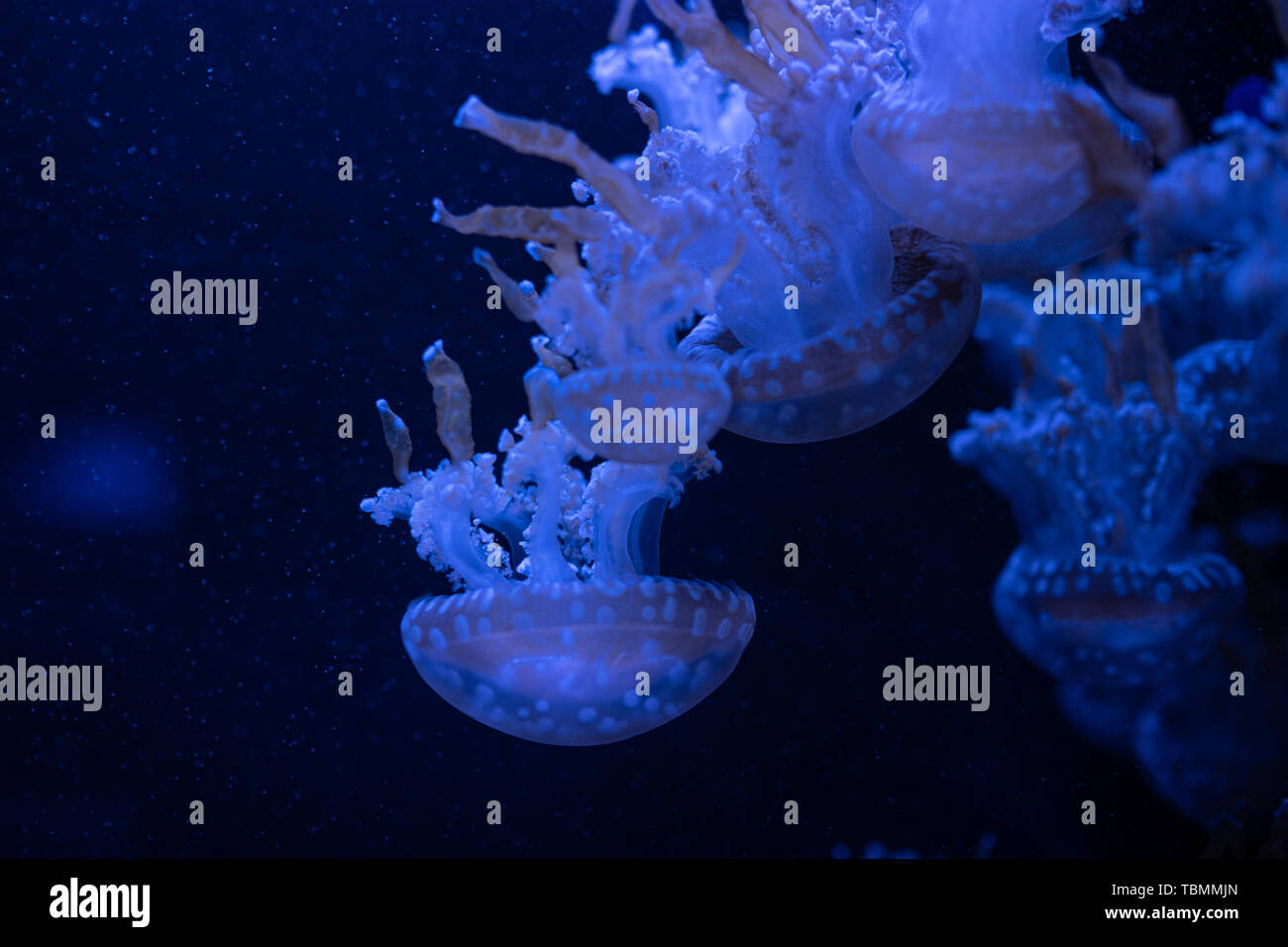 Spotted Lagoon Jellyfish Mastigias papua in water. ultraviolet Stock ...