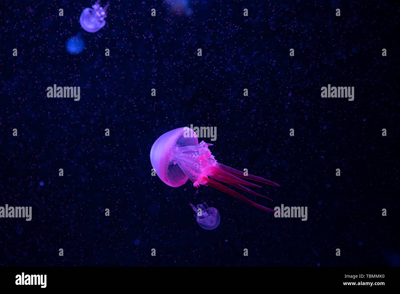 Mysterious and enchanting Color Purple jellyfish. Rhopilema esculentum ...