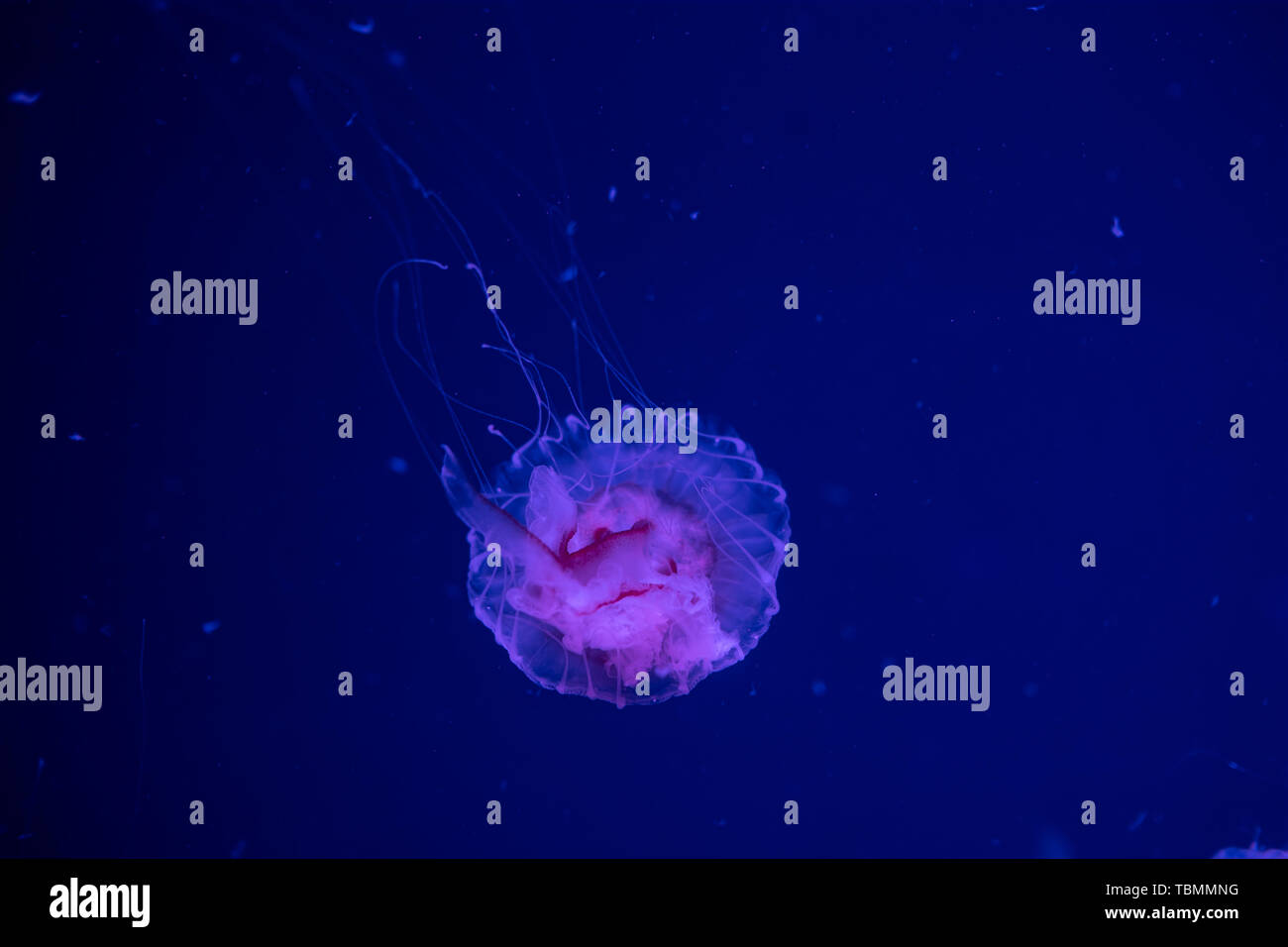 Jellyfish Japanese sea nettle Chrysaora pacifica in water. ultraviolet ...