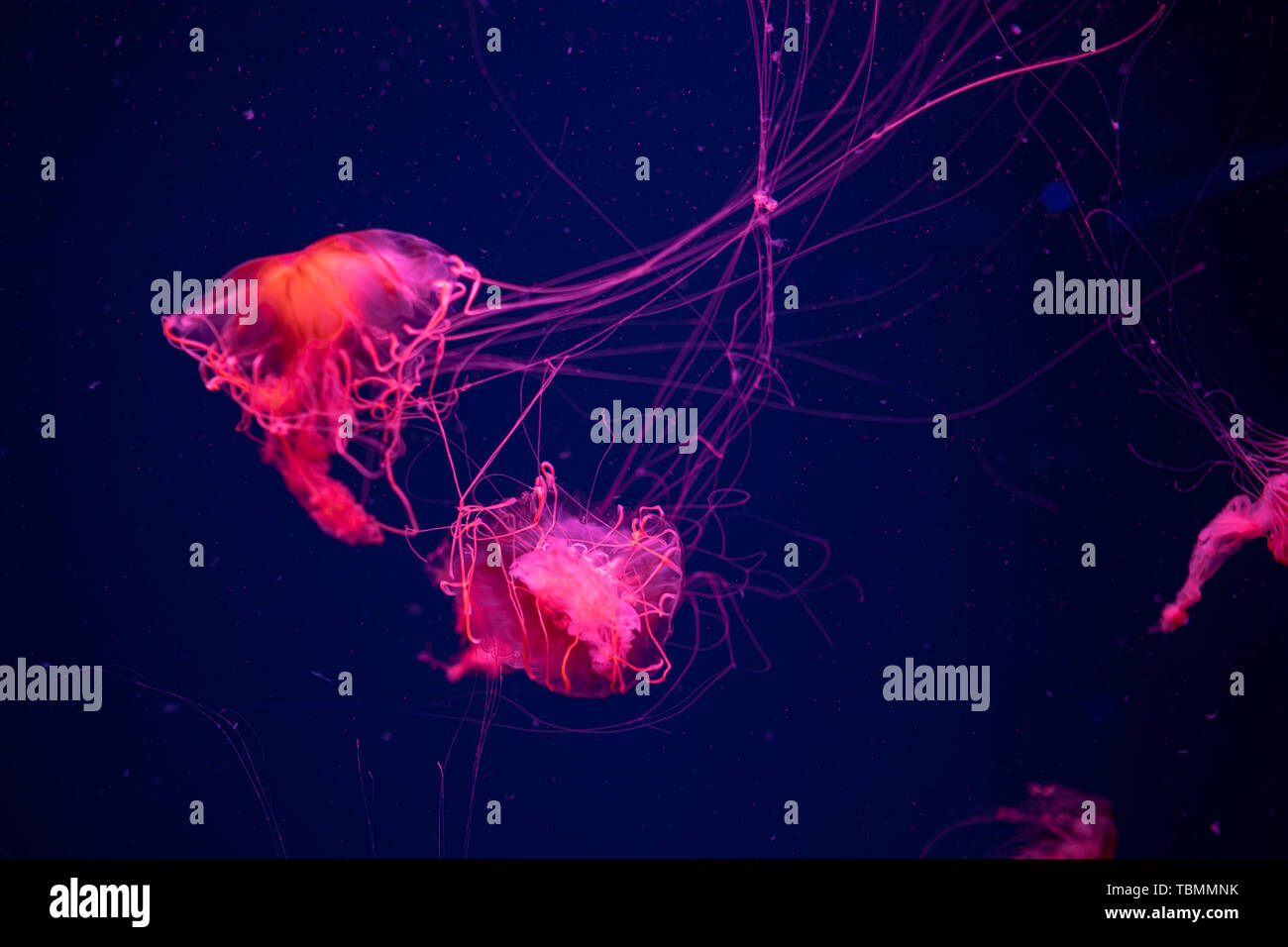 Jellyfish Japanese sea nettle Chrysaora pacifica in water. ultraviolet ...