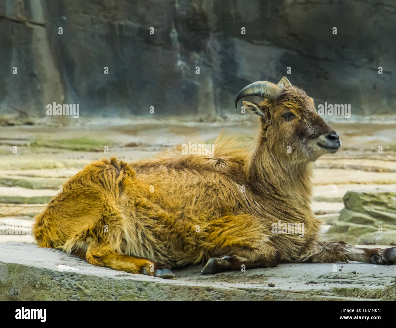 closeup portrait of a himalayan tahr, tropical wild goat from the ...