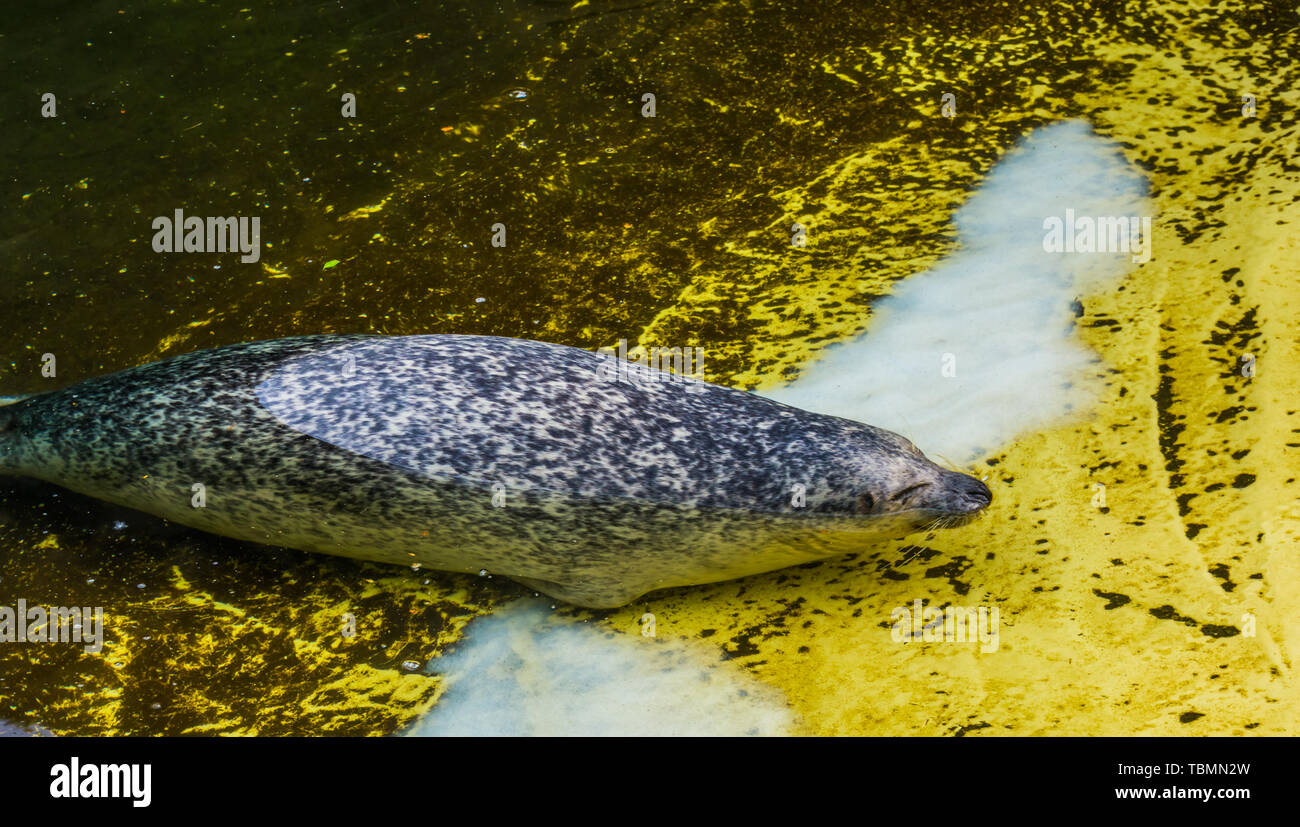 common seal swimming toward the coast, semi aquatic animal from the ...