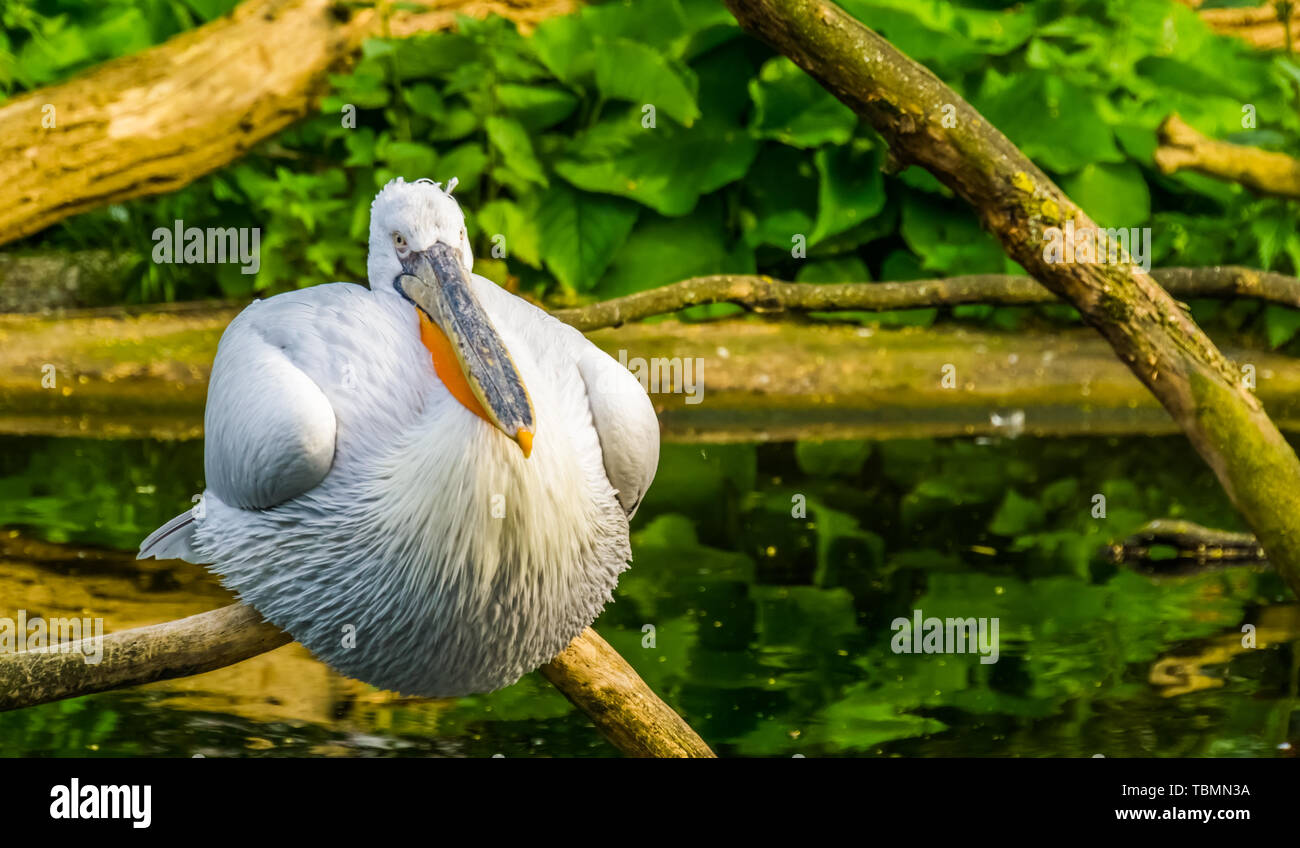 Pelican sitting on branch cleaning hi-res stock photography and images ...